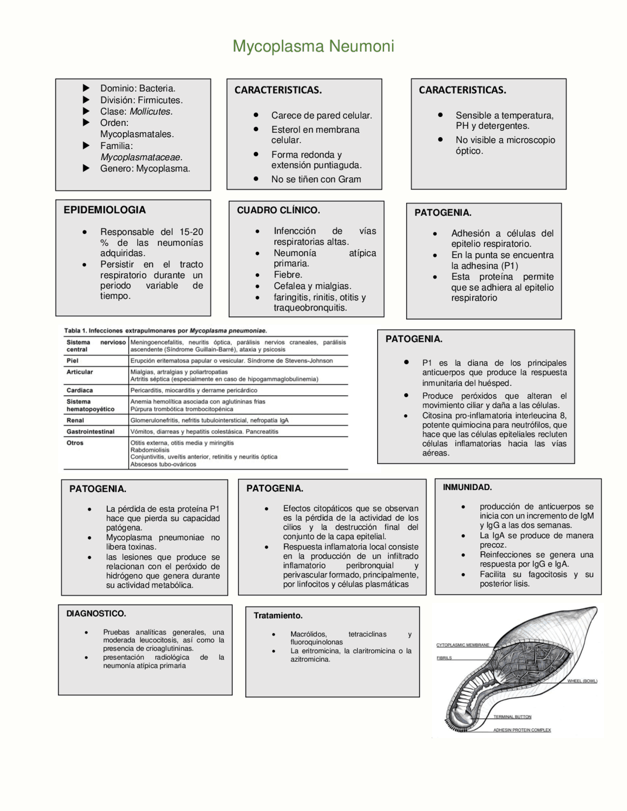 Mycoplasma Neumoni Microbiología Docsity