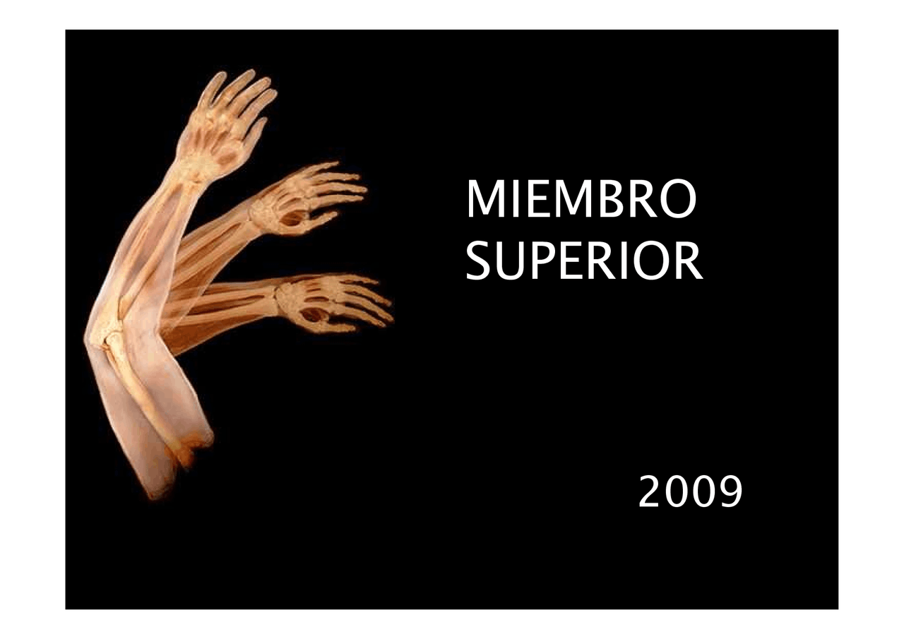 Anatomía miembro superior - Docsity
