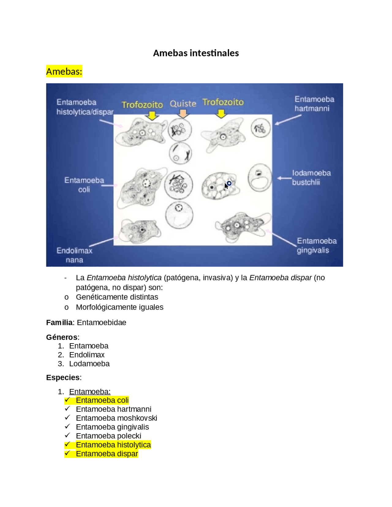 Amebas intestinales - Docsity