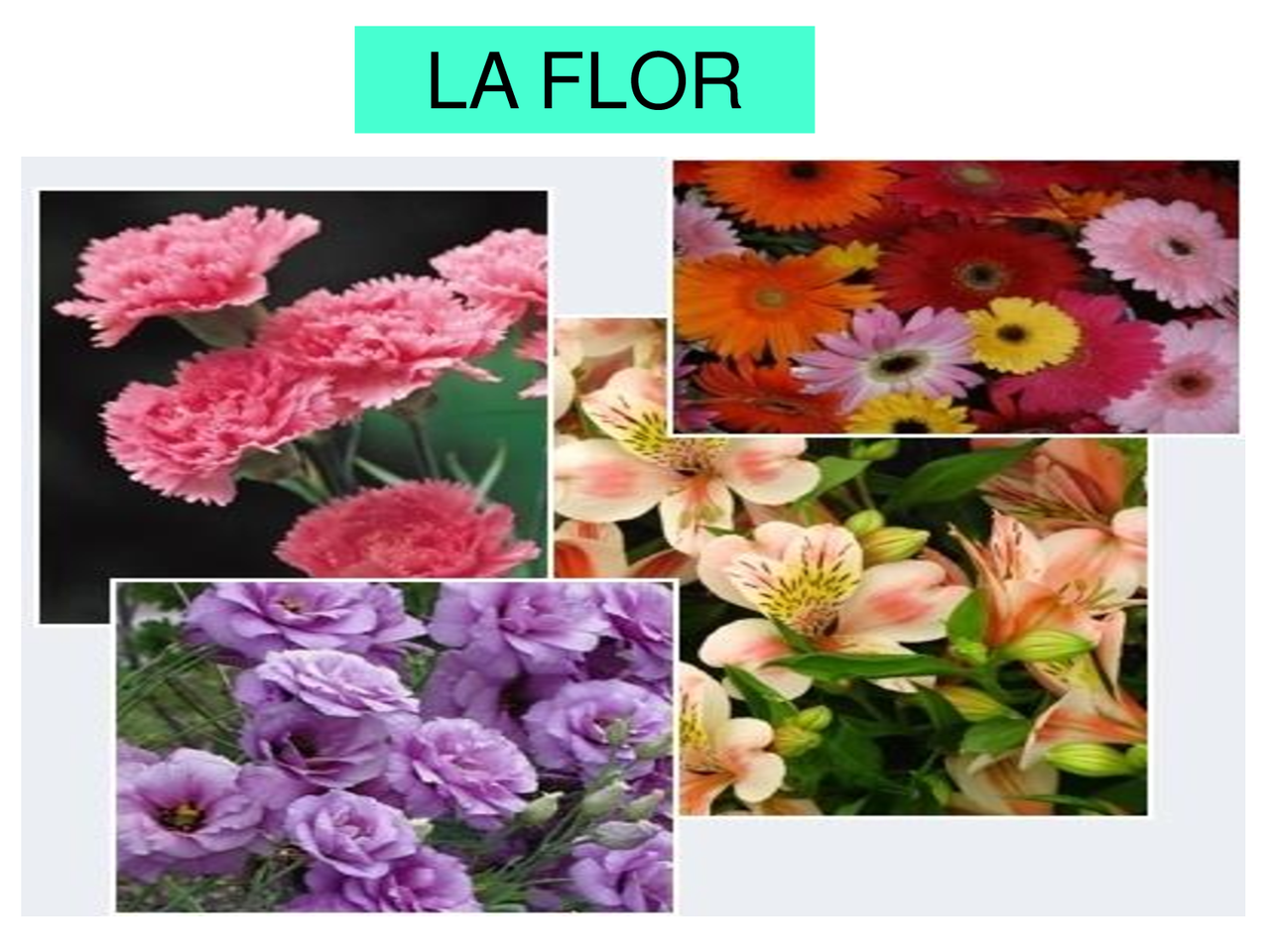 La flor y sus partes completas - Docsity