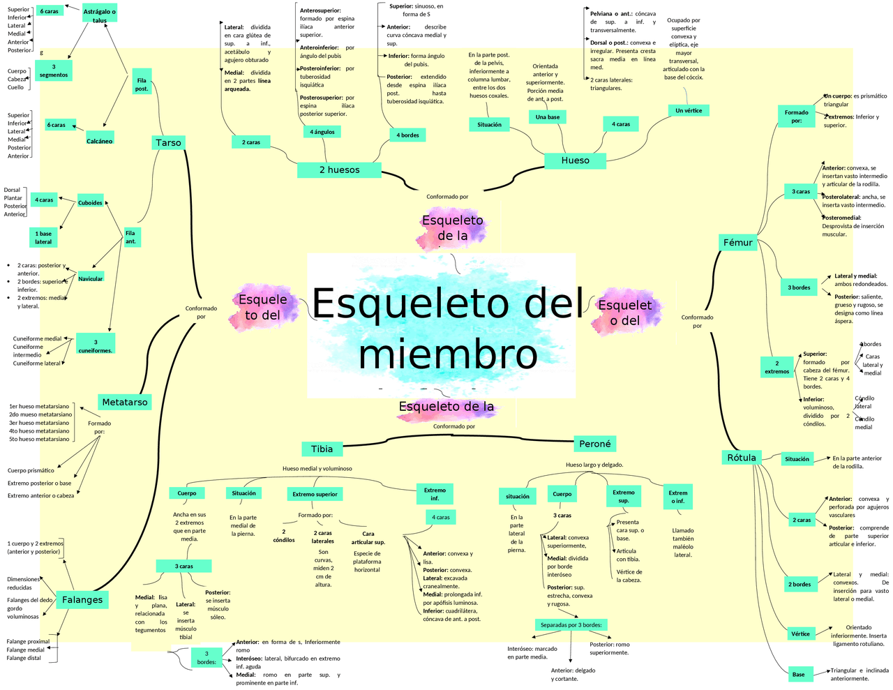 Esqueleto Del Miembro Inferior AnatomÍa Docsity