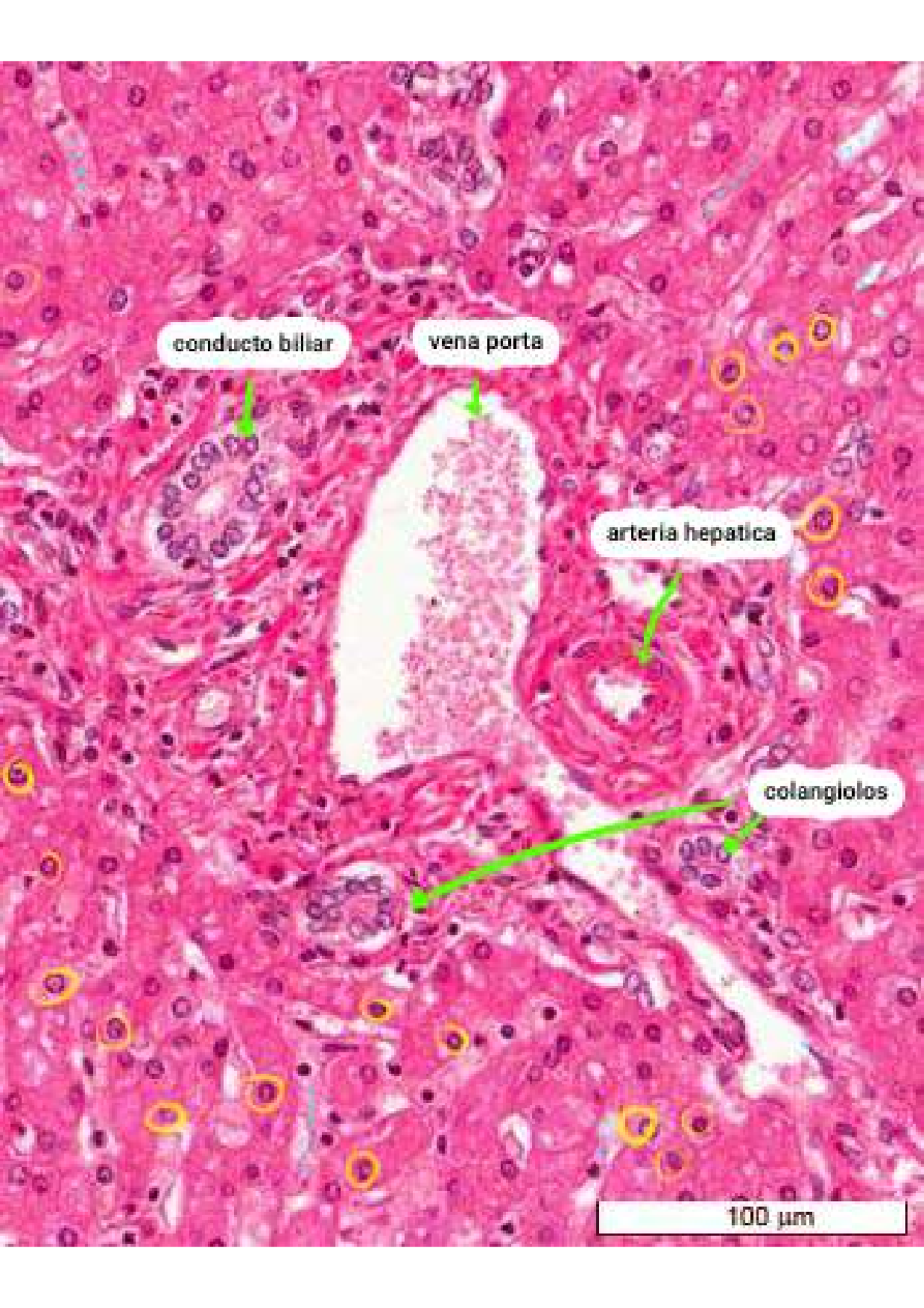 Rotulación histología triada portal | Esquemas y mapas conceptuales de ...
