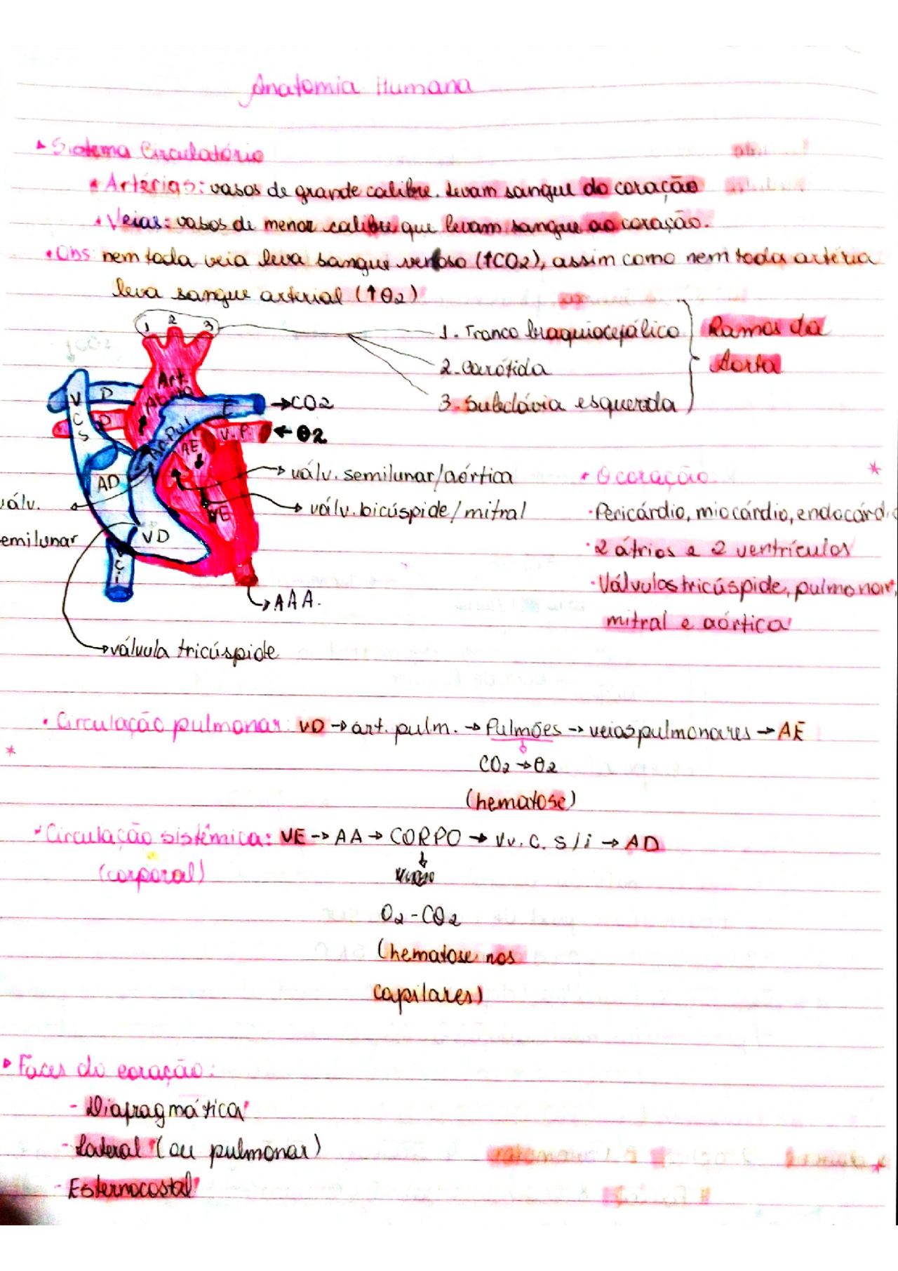 Anatomia Humana Anotações Monografías Ensayos Anatomía Docsity