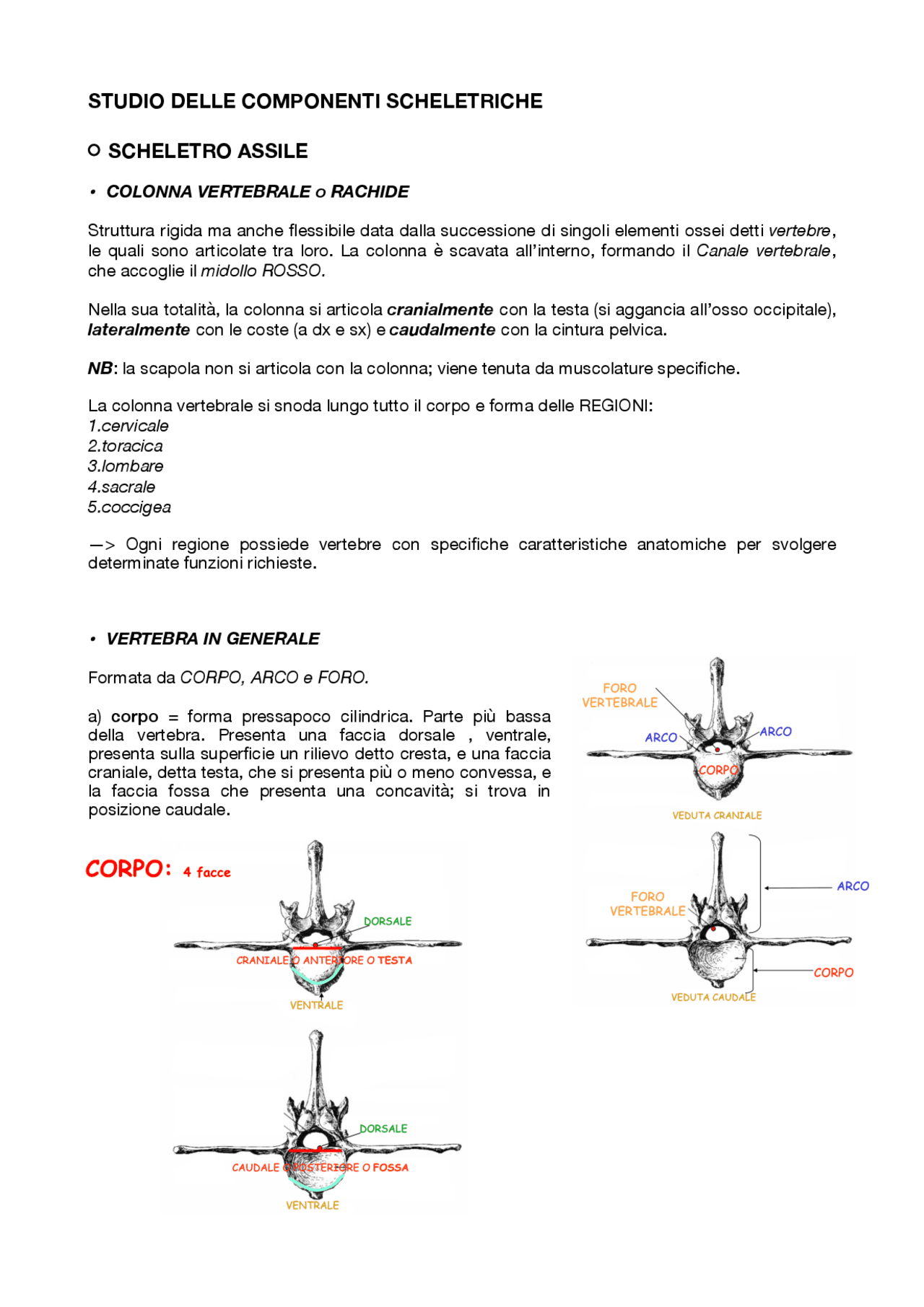 SCHELETRO ASSILE,VERTEBRE - Docsity