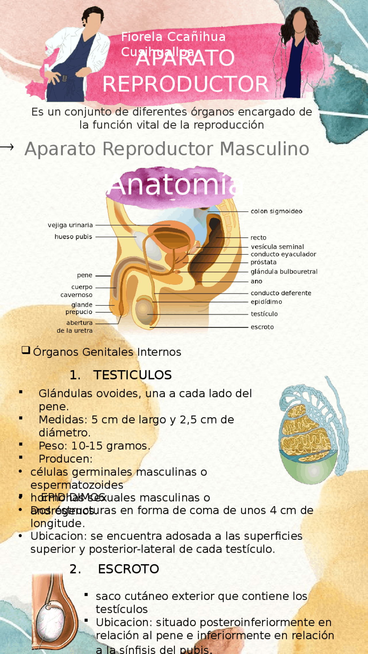 Aparato Reproductor Masculino Docsity