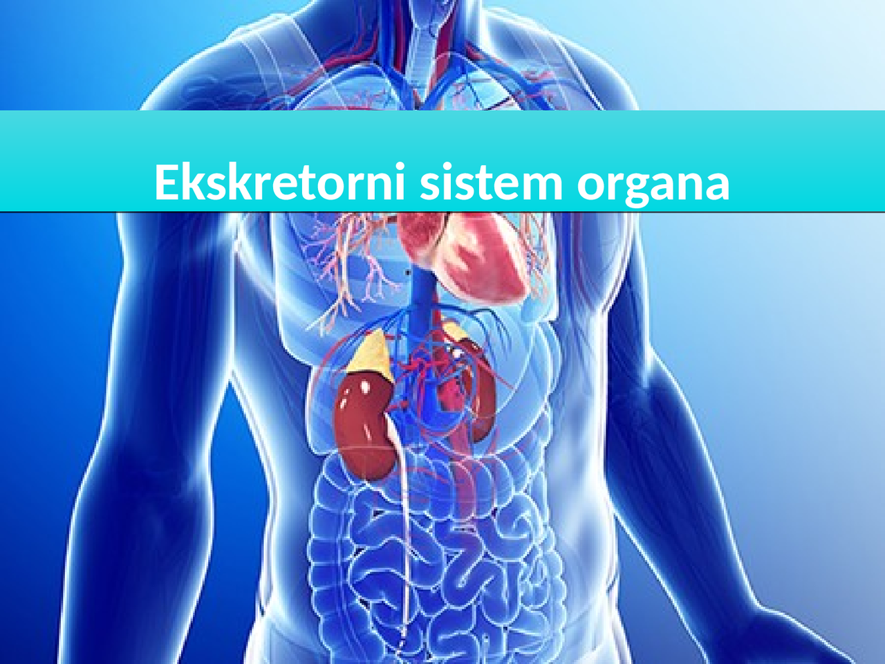 Ekskretorni sistem organa | Slajdovi' predlog Biologija - Docsity