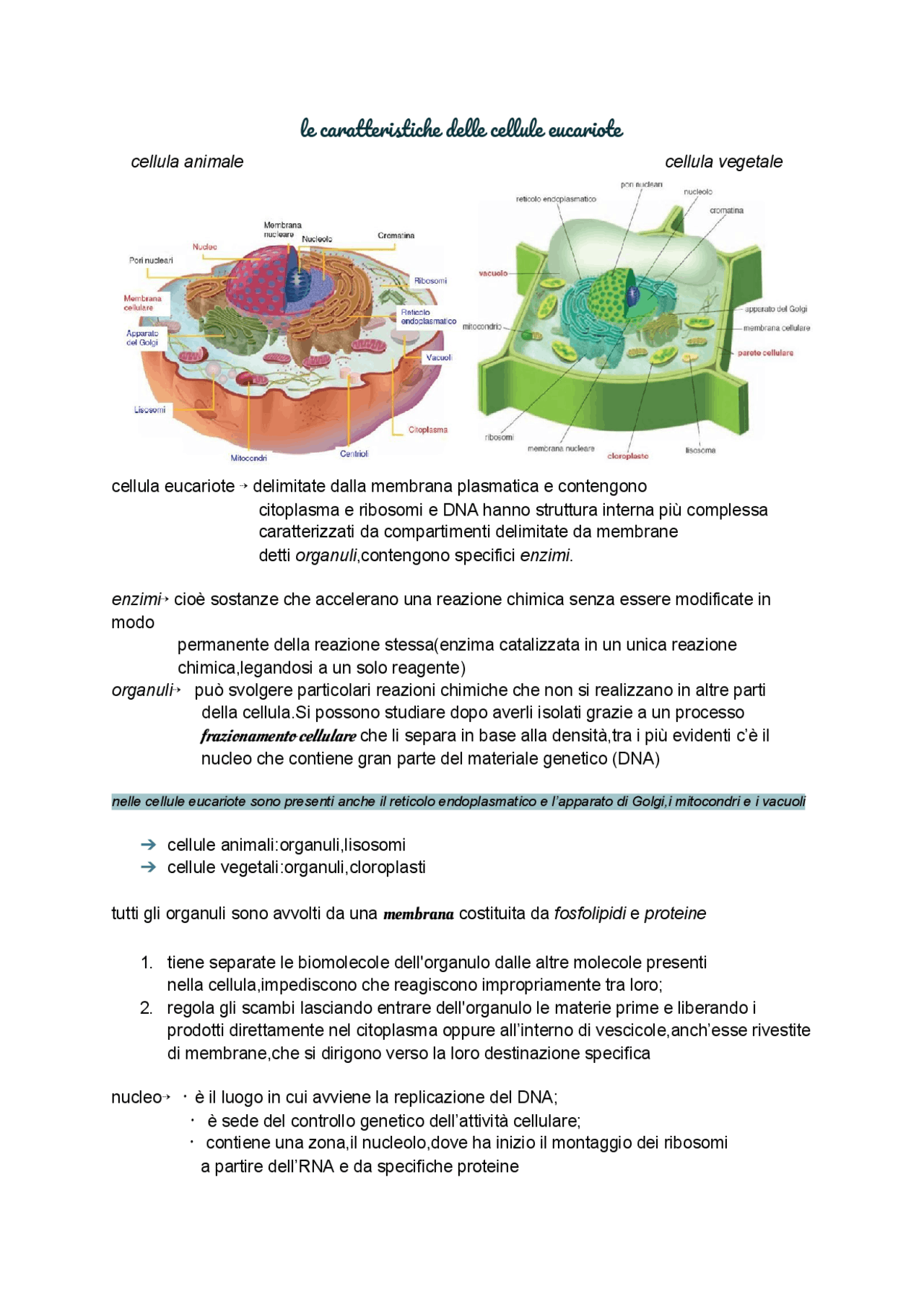 Cellule Eucariote E Cellule Procariote Docsity
