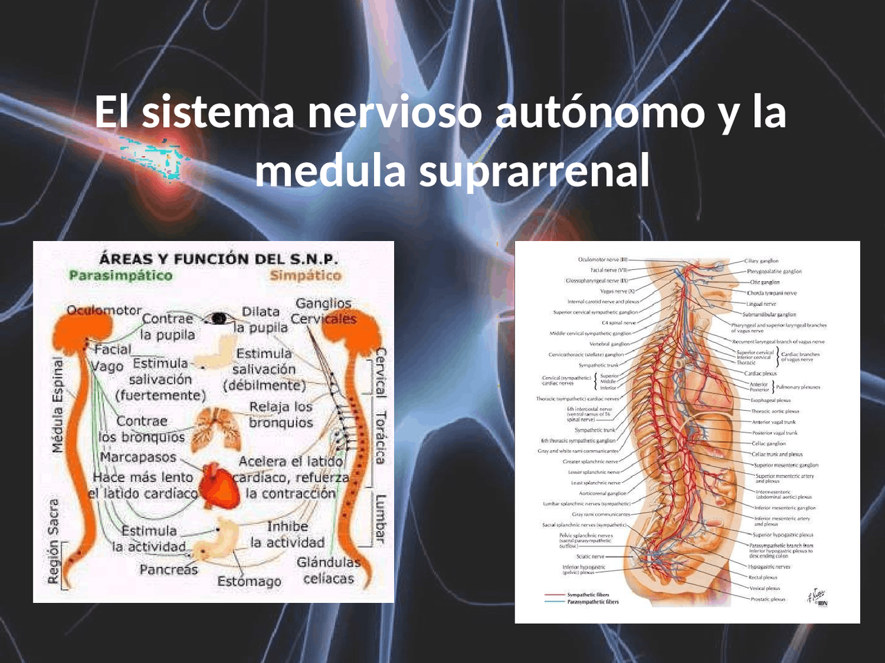 Capítulo 60 de Guyton - Docsity