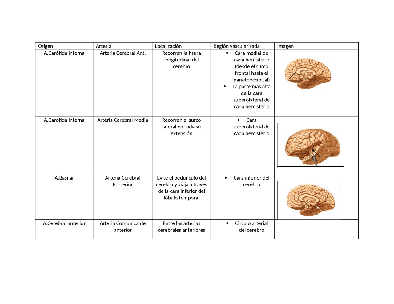 Irrigacion de cerebro | Esquemas y mapas conceptuales de Cardiología ...