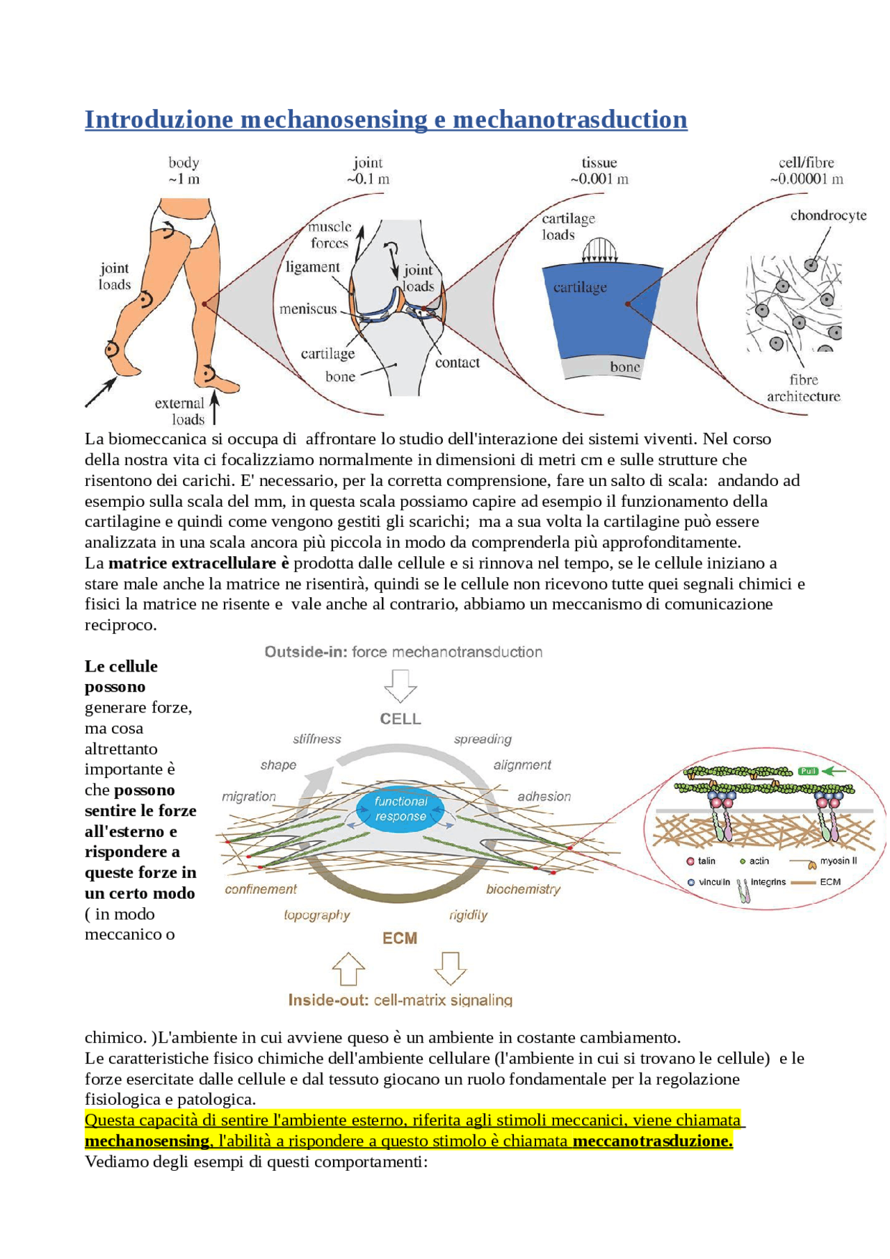Bioingegneria Meccanica Meccanotrasduzione Docsity
