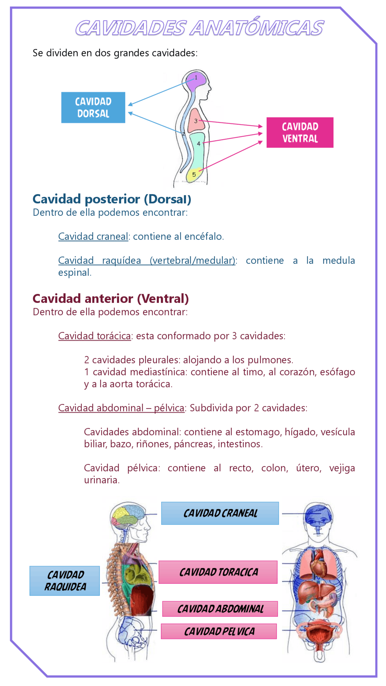 cavidades anatomicas | Apuntes de Anatomía Aplicada | Docsity