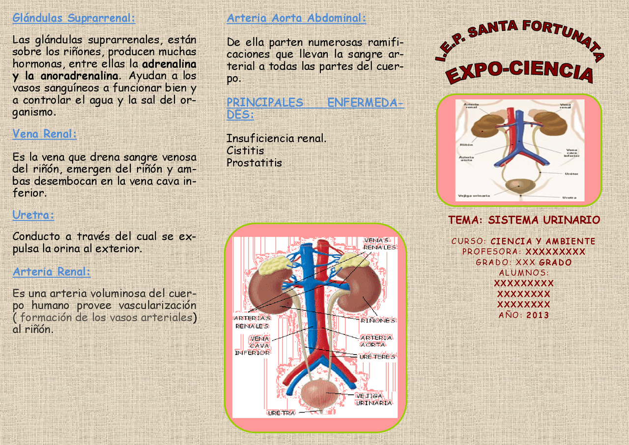 Sistema urinario folleto o triptico (esquema resumen ) | Esquemas y mapas conceptuales de ...