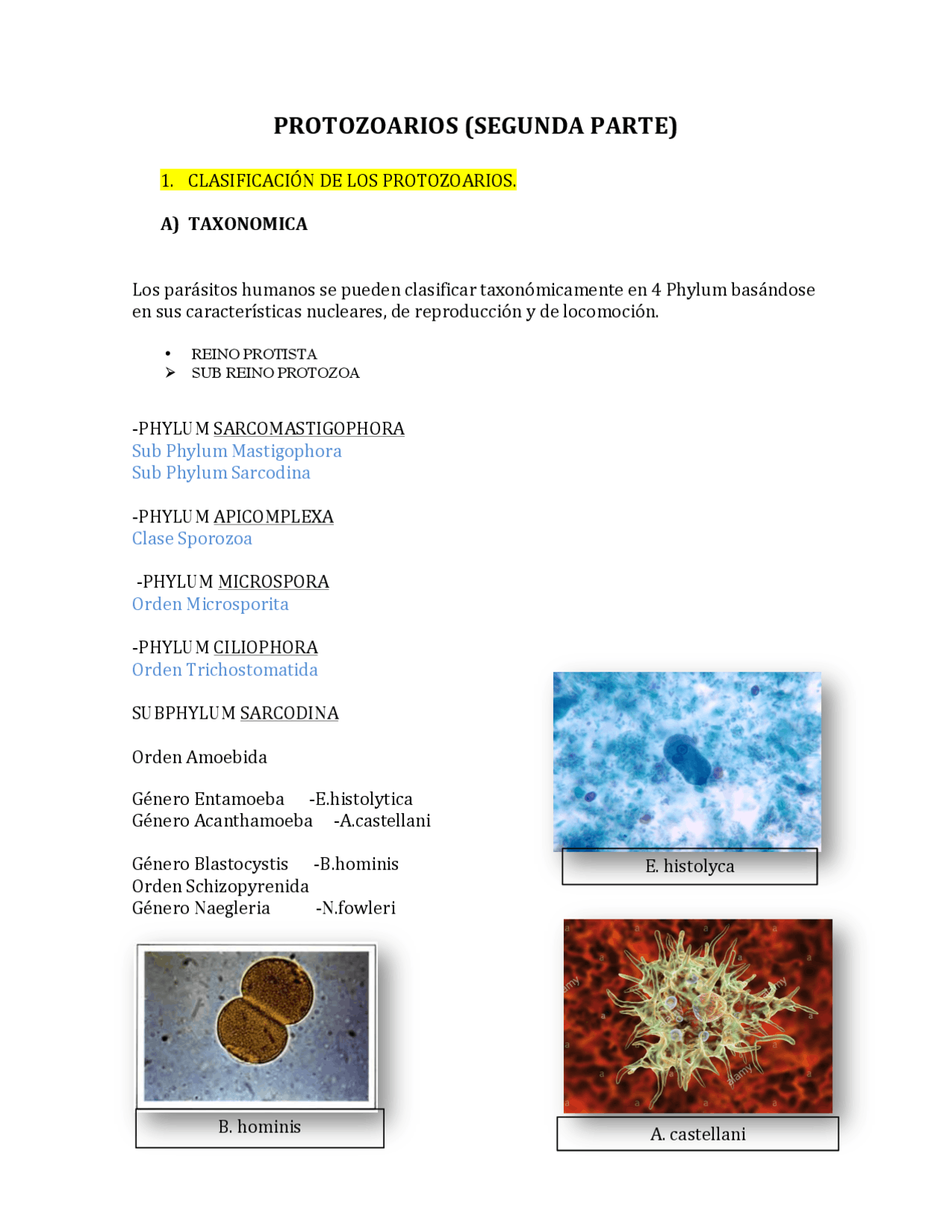 Taxonomia de los sarcodinos - Docsity