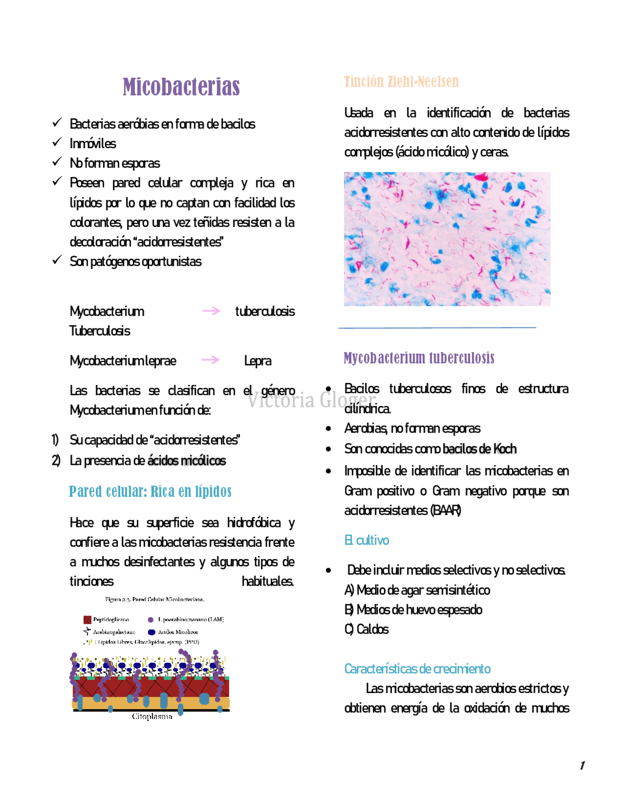 Estructura Celular De Las Micobacterias