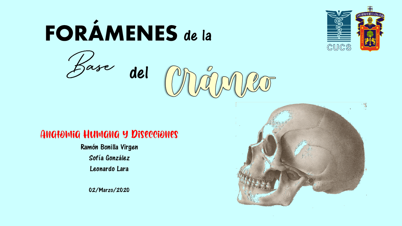 Foramenes de la base del craneo - Docsity