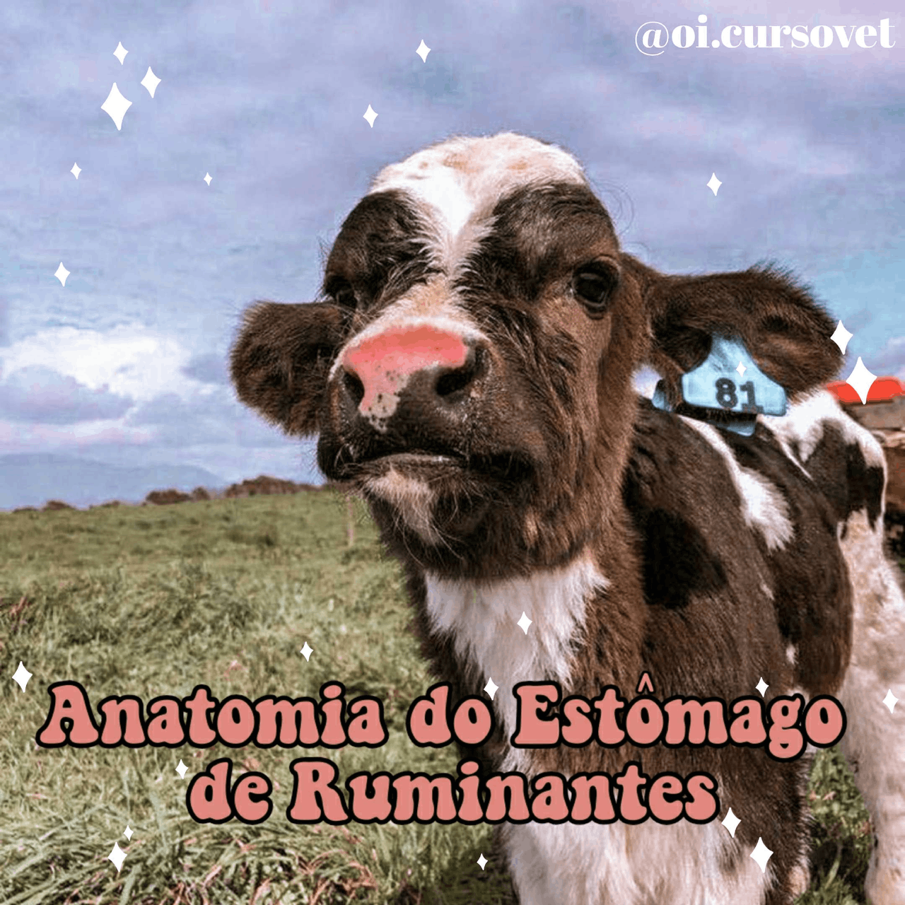 Anatomia estomago bovinos - Docsity