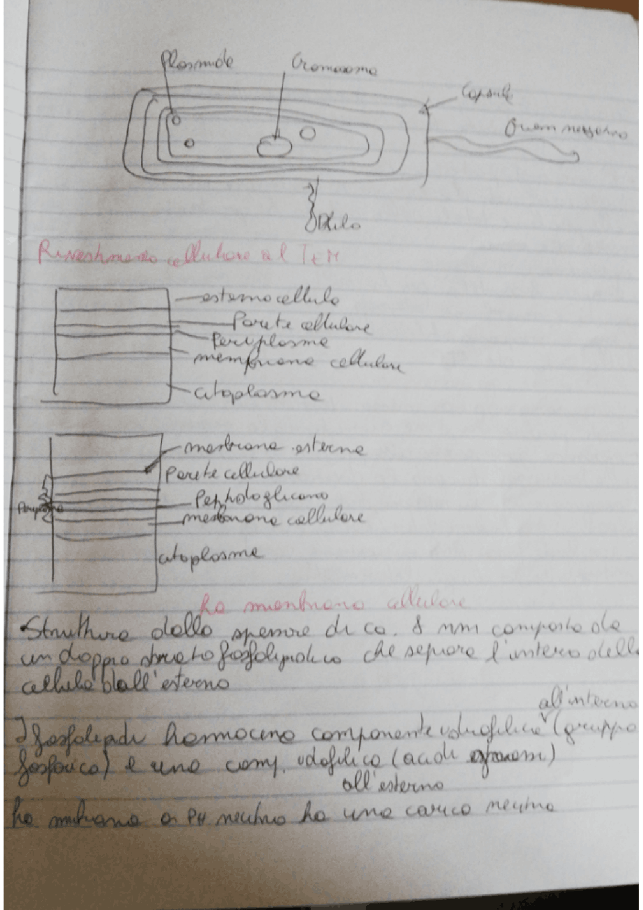 Cellula Procariote Ed Eucariote Docsity