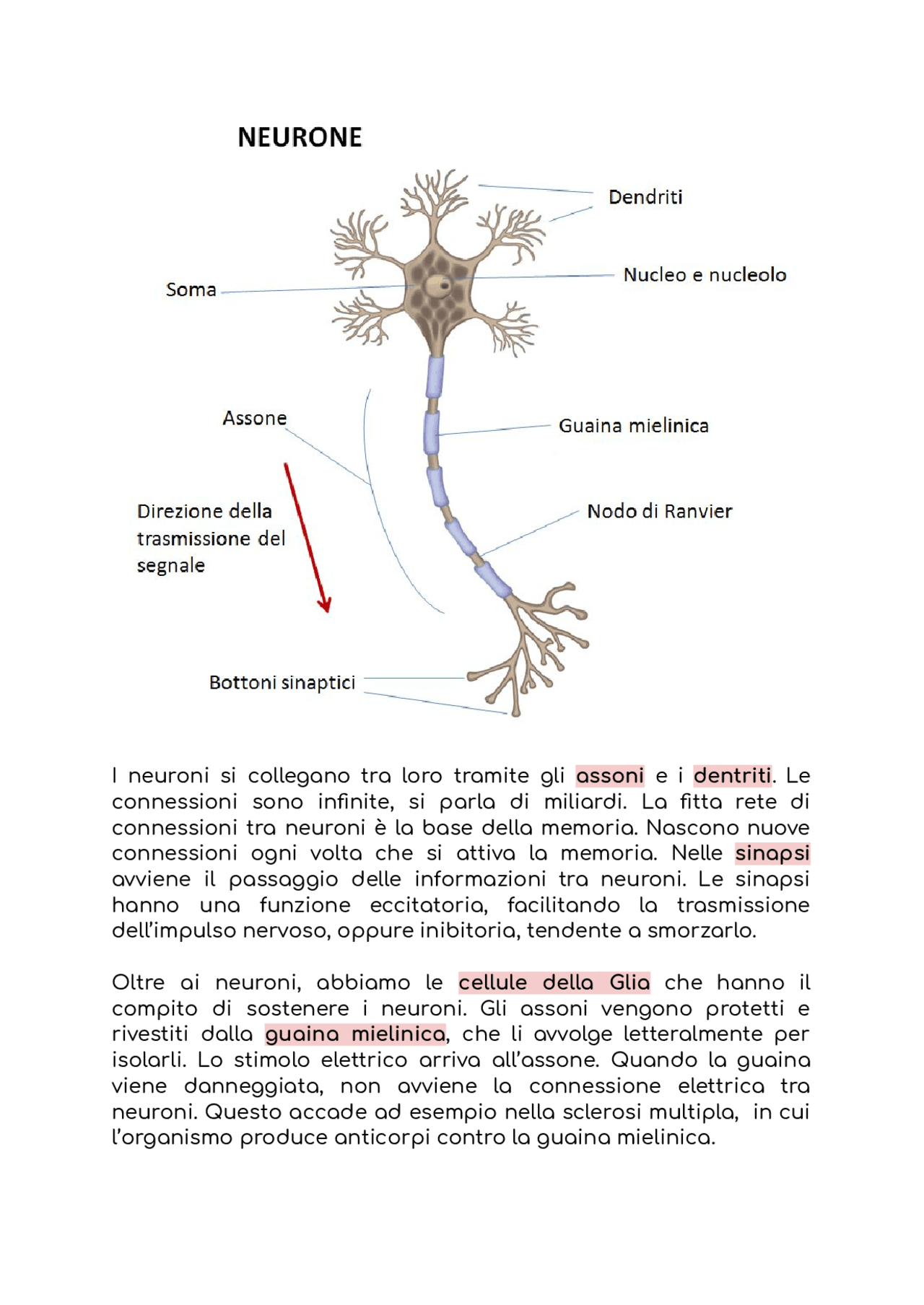 Schema di un neurone e funzionamento neurotrasmettitori - Docsity