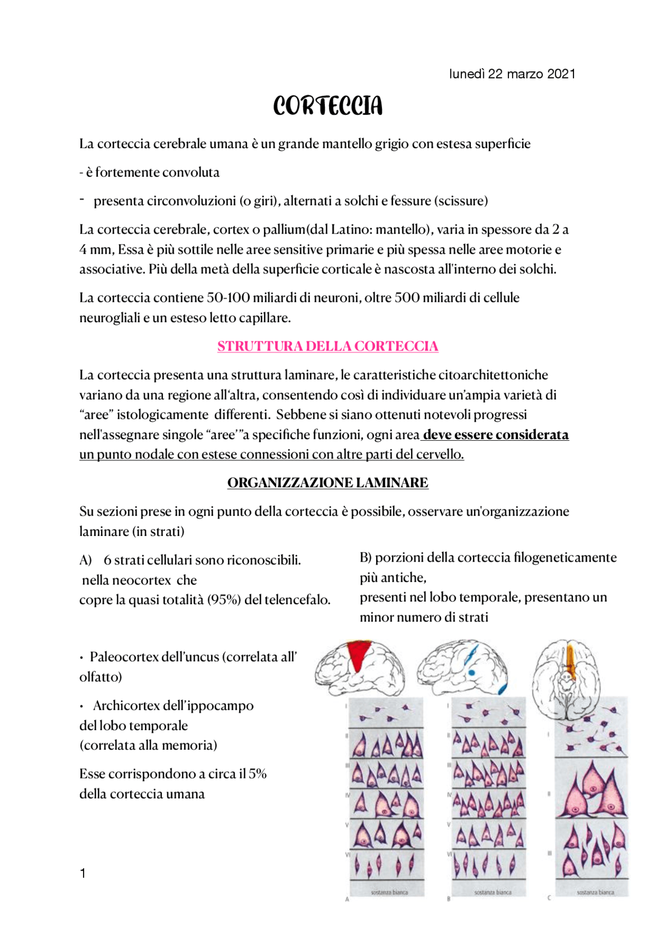 CORTECCIA E LE CARATTERISTICHE GENERALI - Docsity