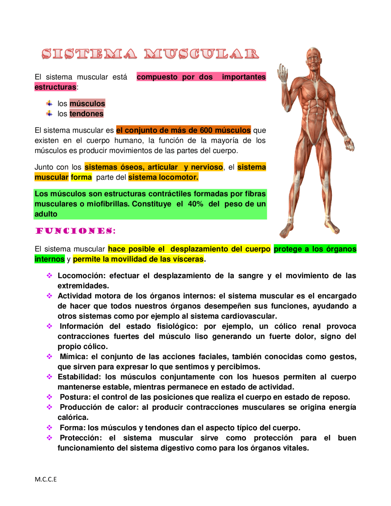 Sistema Muscular Tejidos Musculares Apuntes De Anatomía Docsity