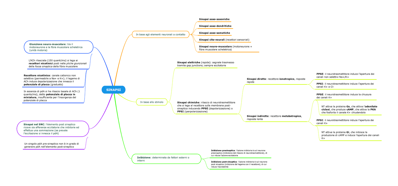 Sinapsi Tipi Di Sinapsi E Meccanismo Schema Schemi E Mappe