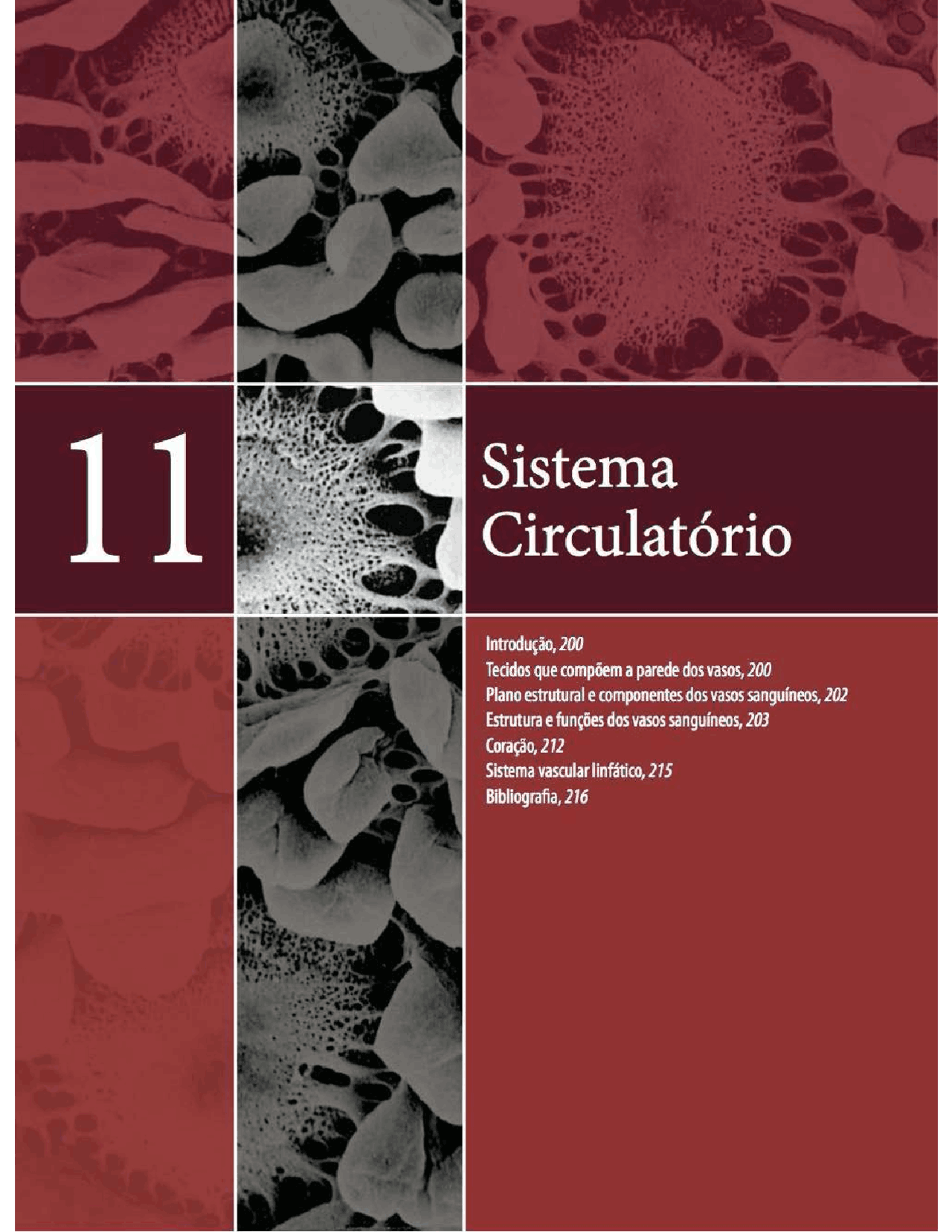 Sistema Circulatório Docsity