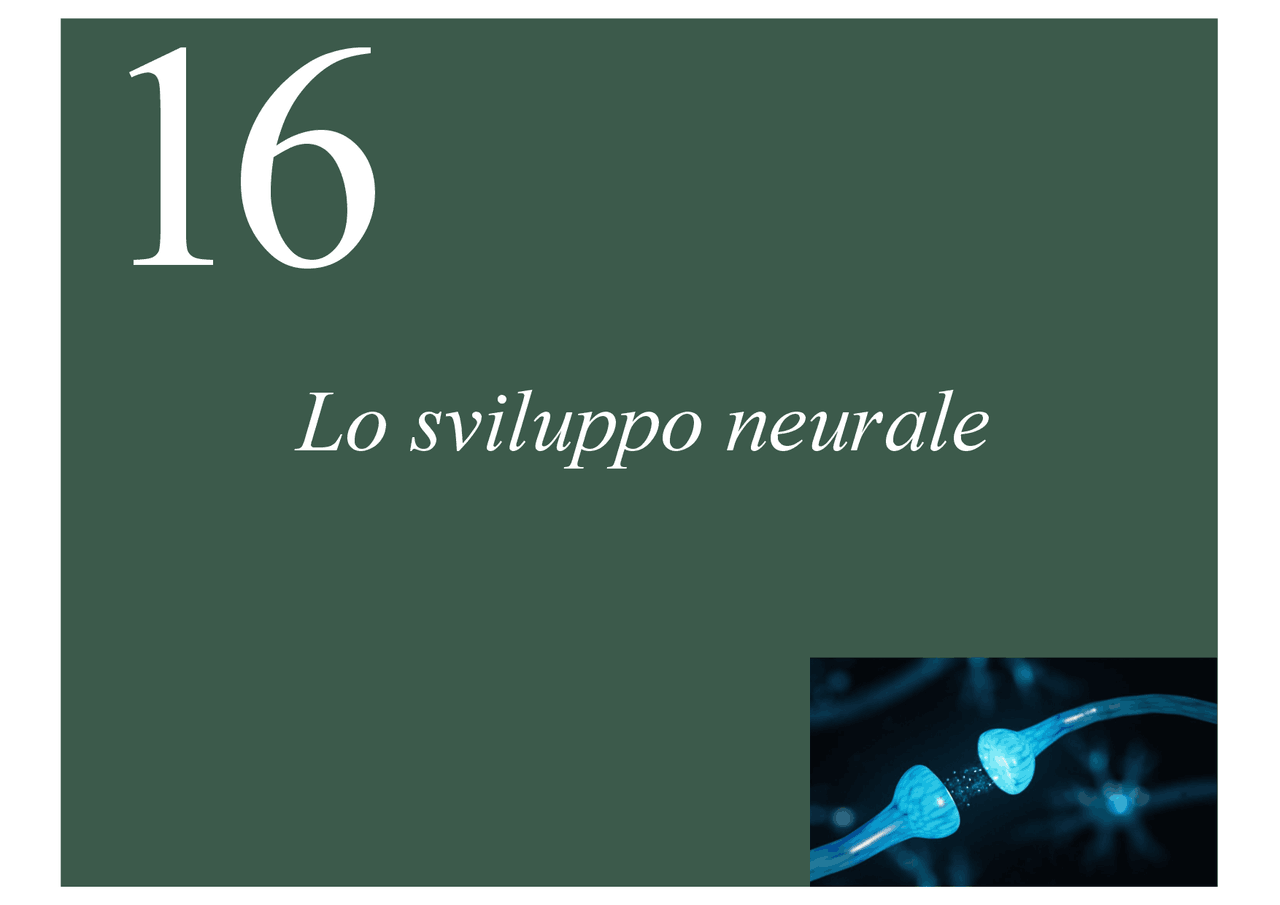 Lo Sviluppo Neurale Slides Riassuntive Slide Di Biologia Docsity