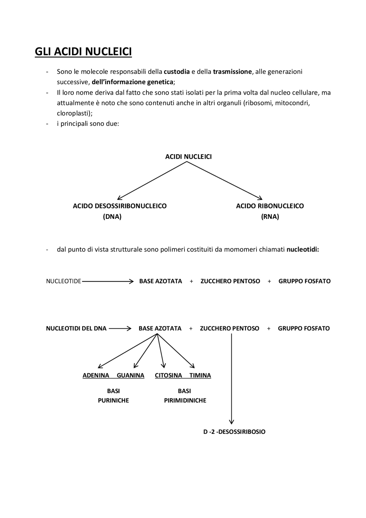 Riassunto Acidi Nucleici Docsity
