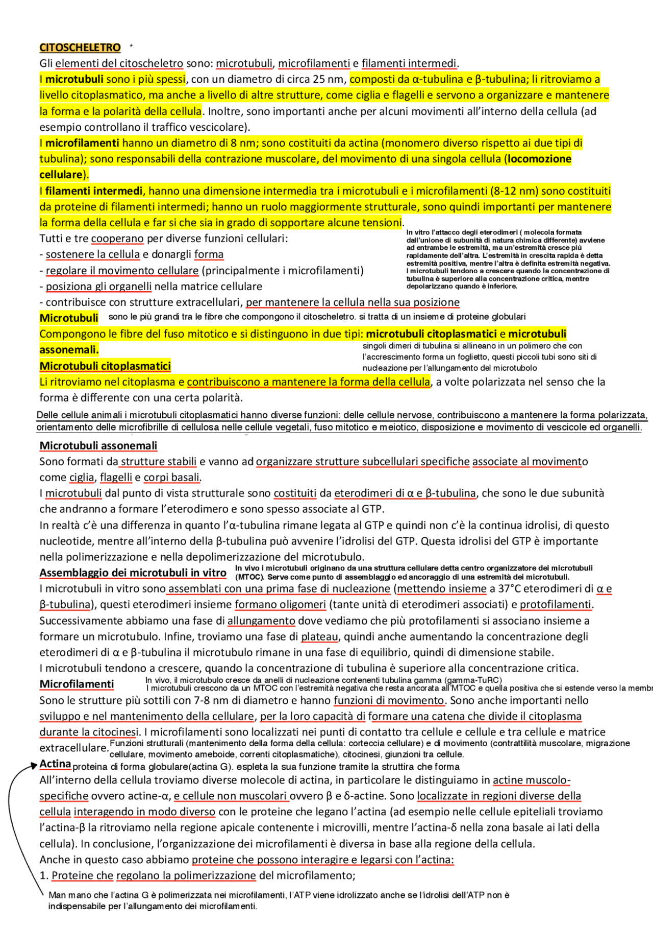 Citochesletra: Struttura e Funzioni dei Microtubuli, Microfilamenti e ...