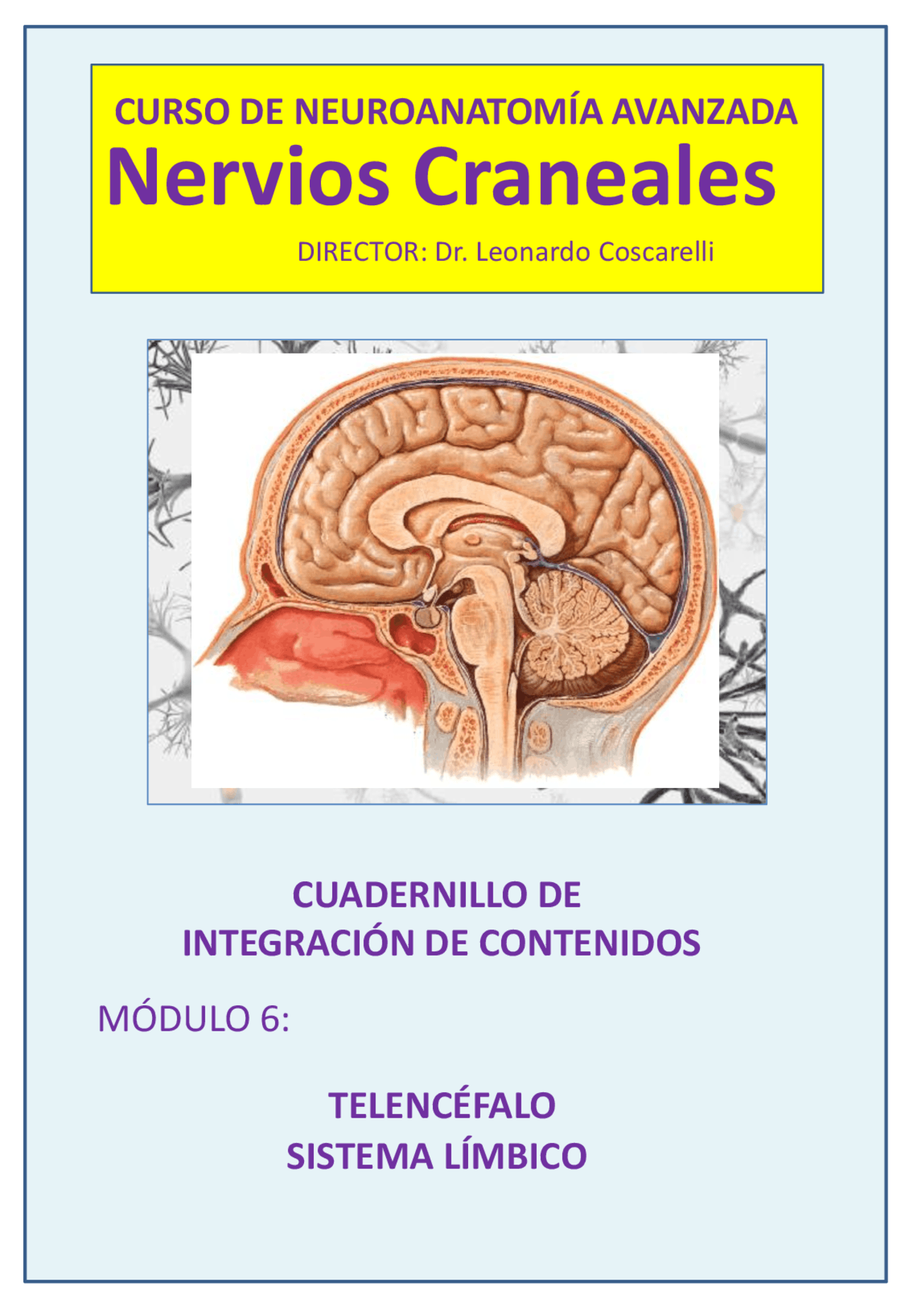 Telencéfalo Descripcion Anatomica Sistema Nervioso Docsity