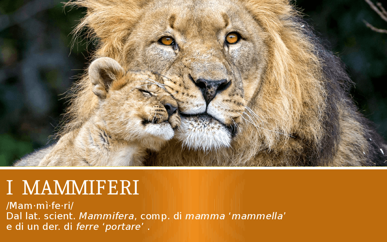 SCIENZE - MAMMIFERI e tutte le loro caratteristiche ed esempi di ...