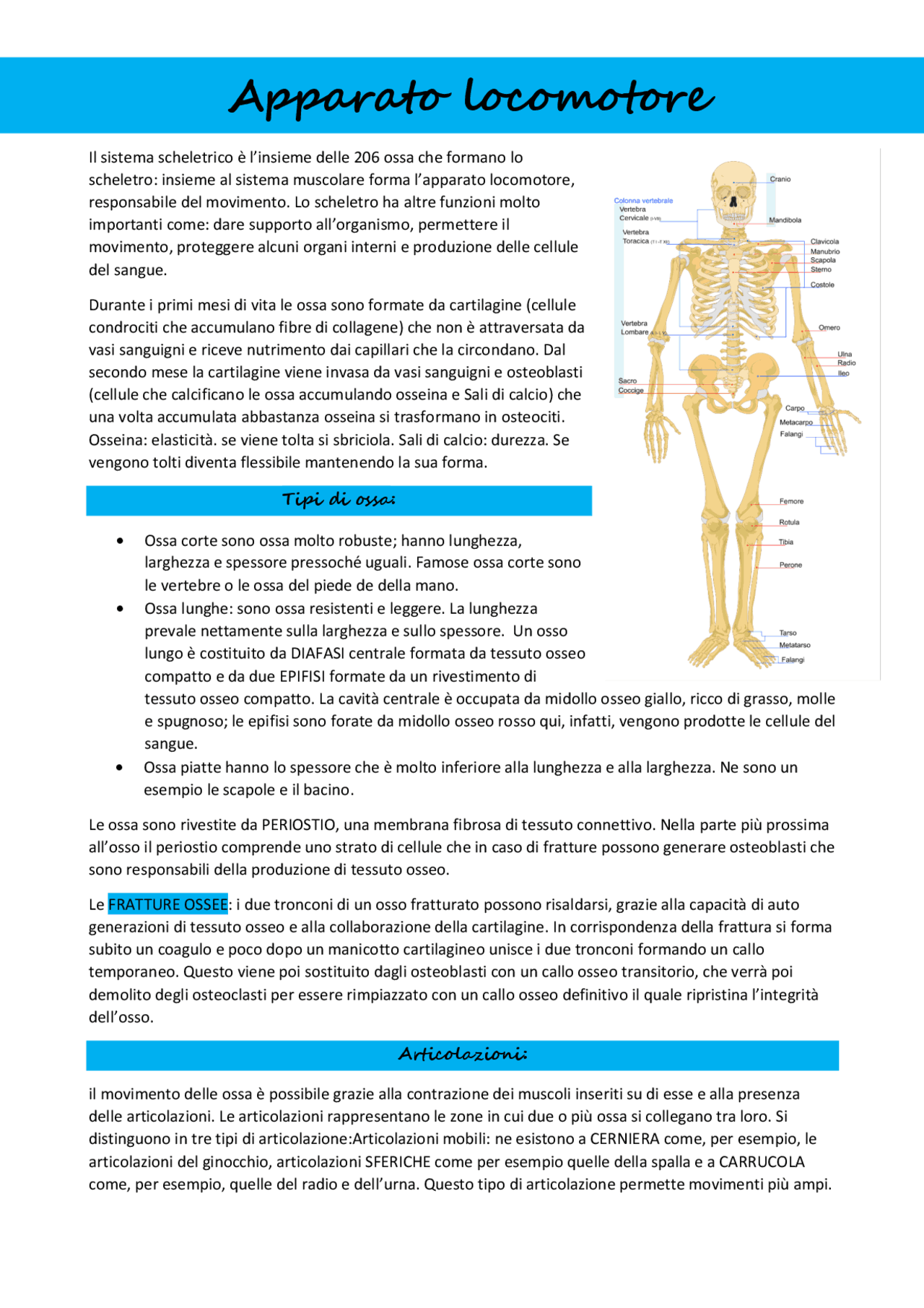 Apparato locomotore: - Docsity