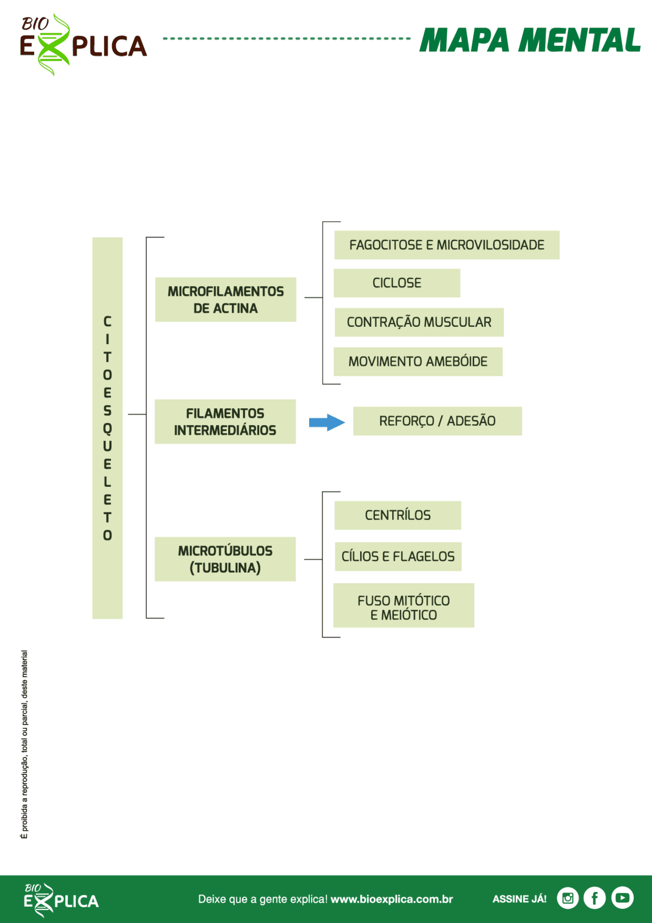 Mapa Mental Citoesqueleto Docsity