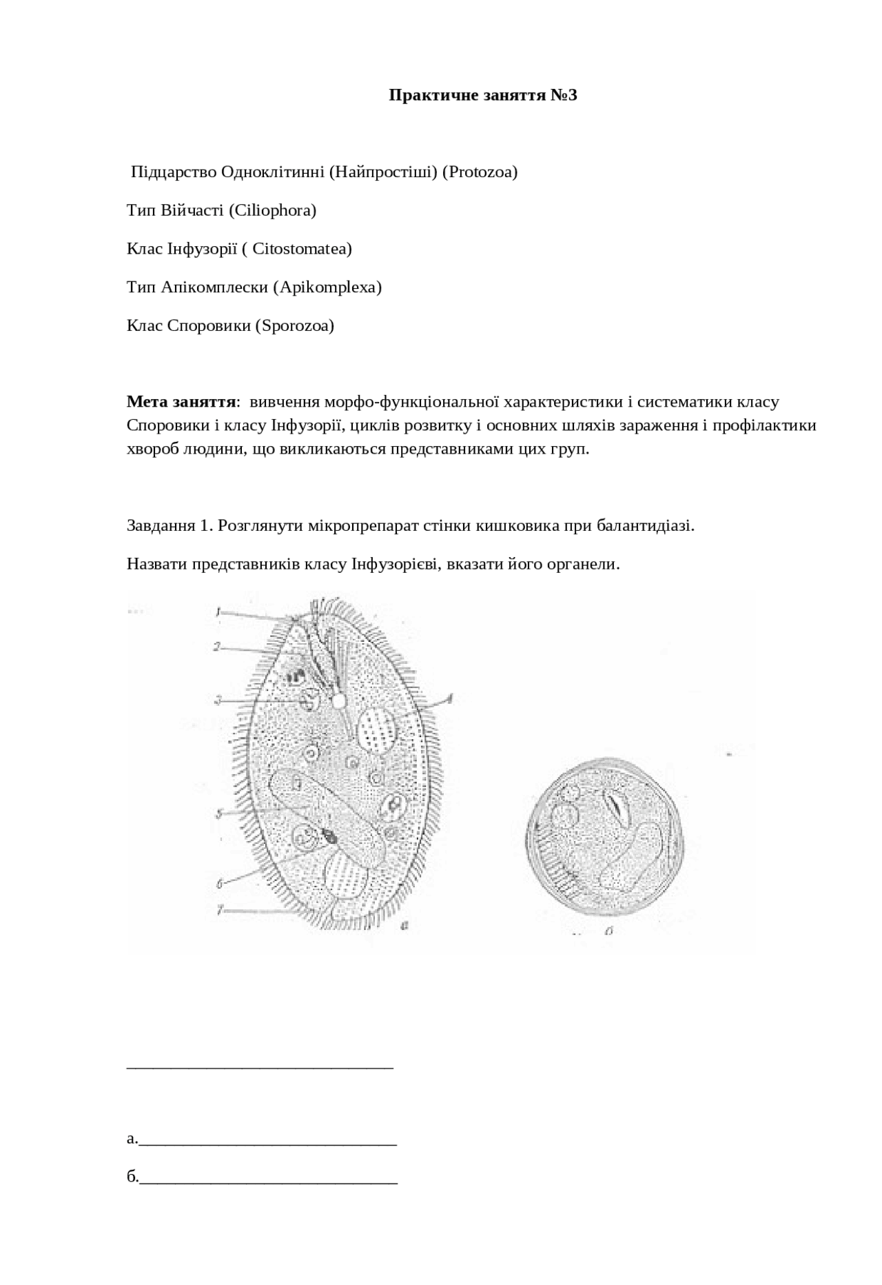 Практическая работа биология Docsity