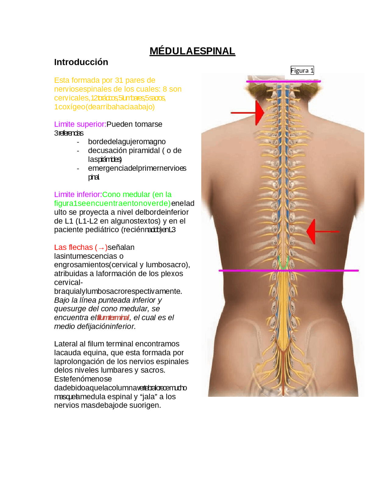 Snell Neuroanatomía Docsity