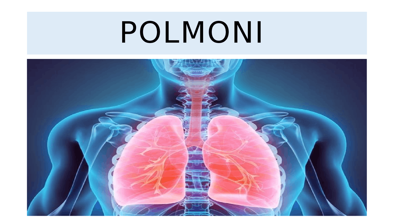 I POLMONI PER EDUCAZIONE FISICA - Docsity