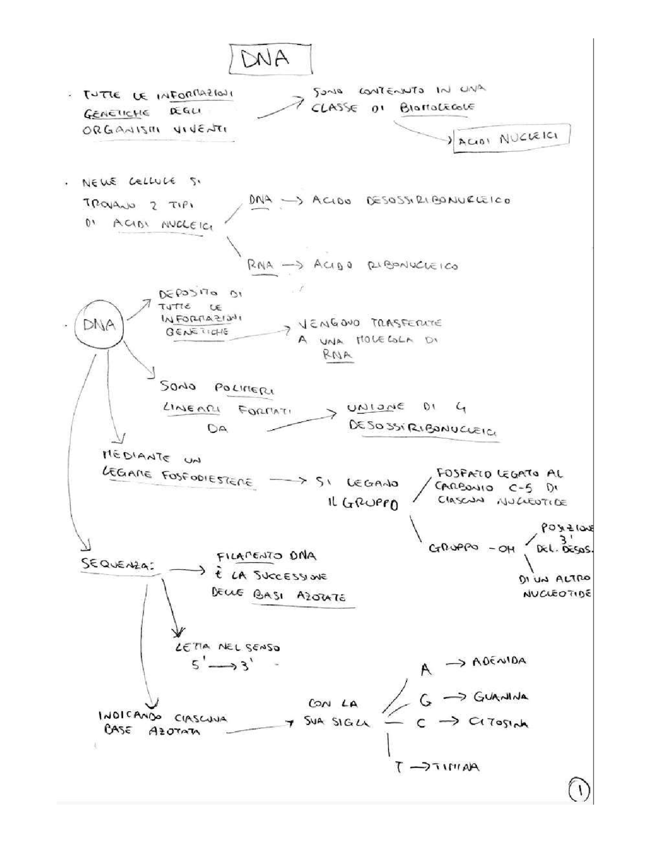 SCHEMA DNA: STRUTTURA - Docsity