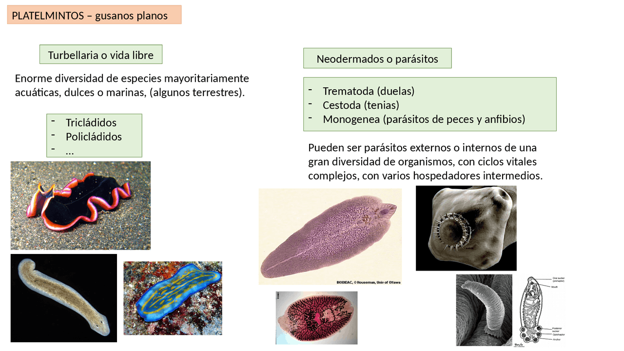Ejemplos De Platelmintos
