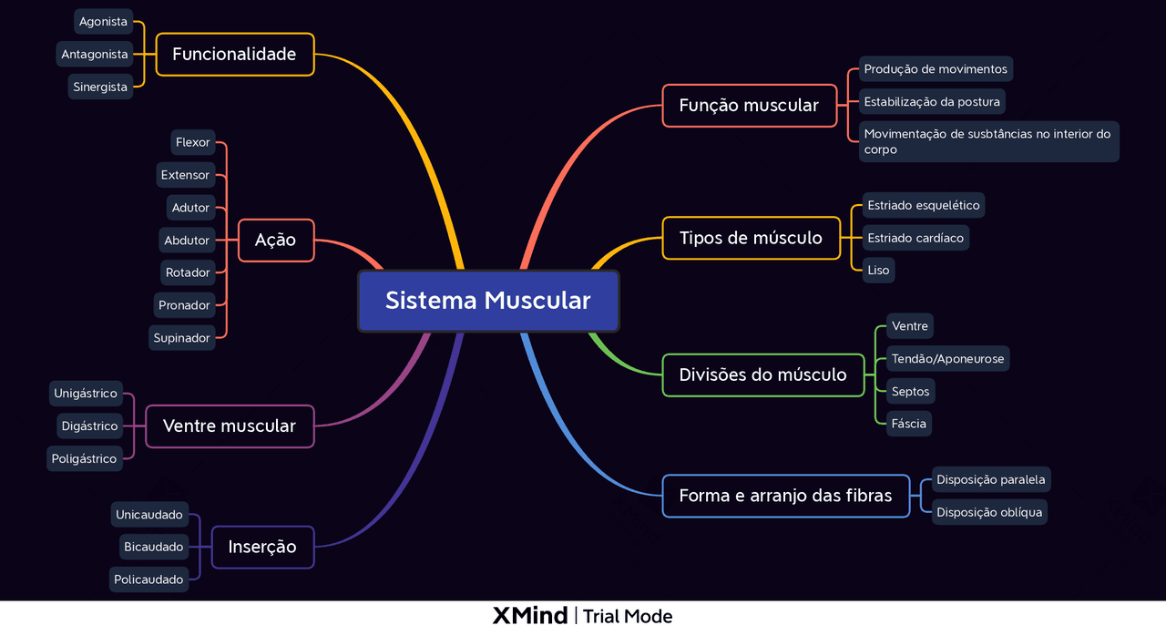 Mapa Mental Sistema Muscular - Docsity