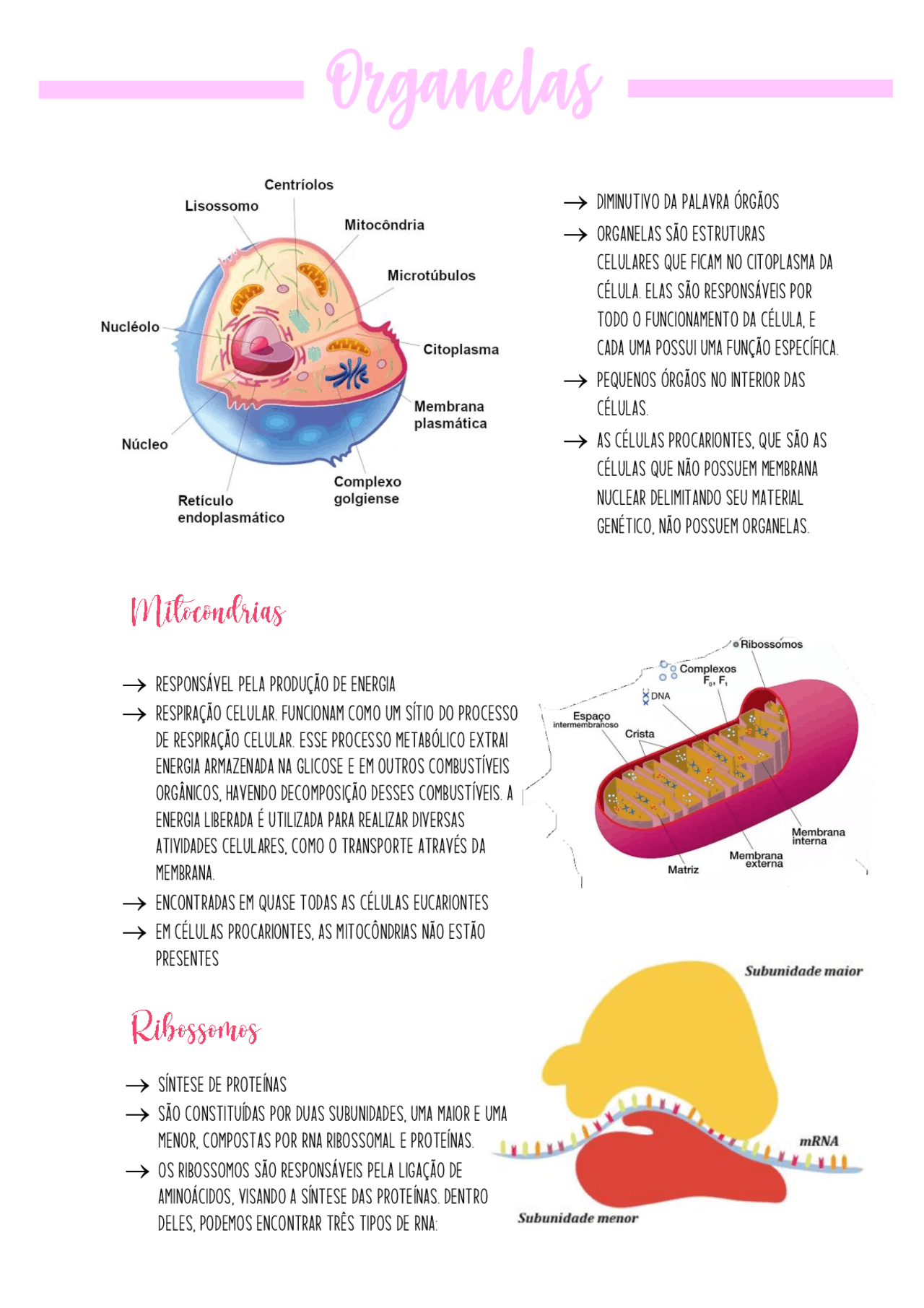 Biologia geral- organelas - Docsity