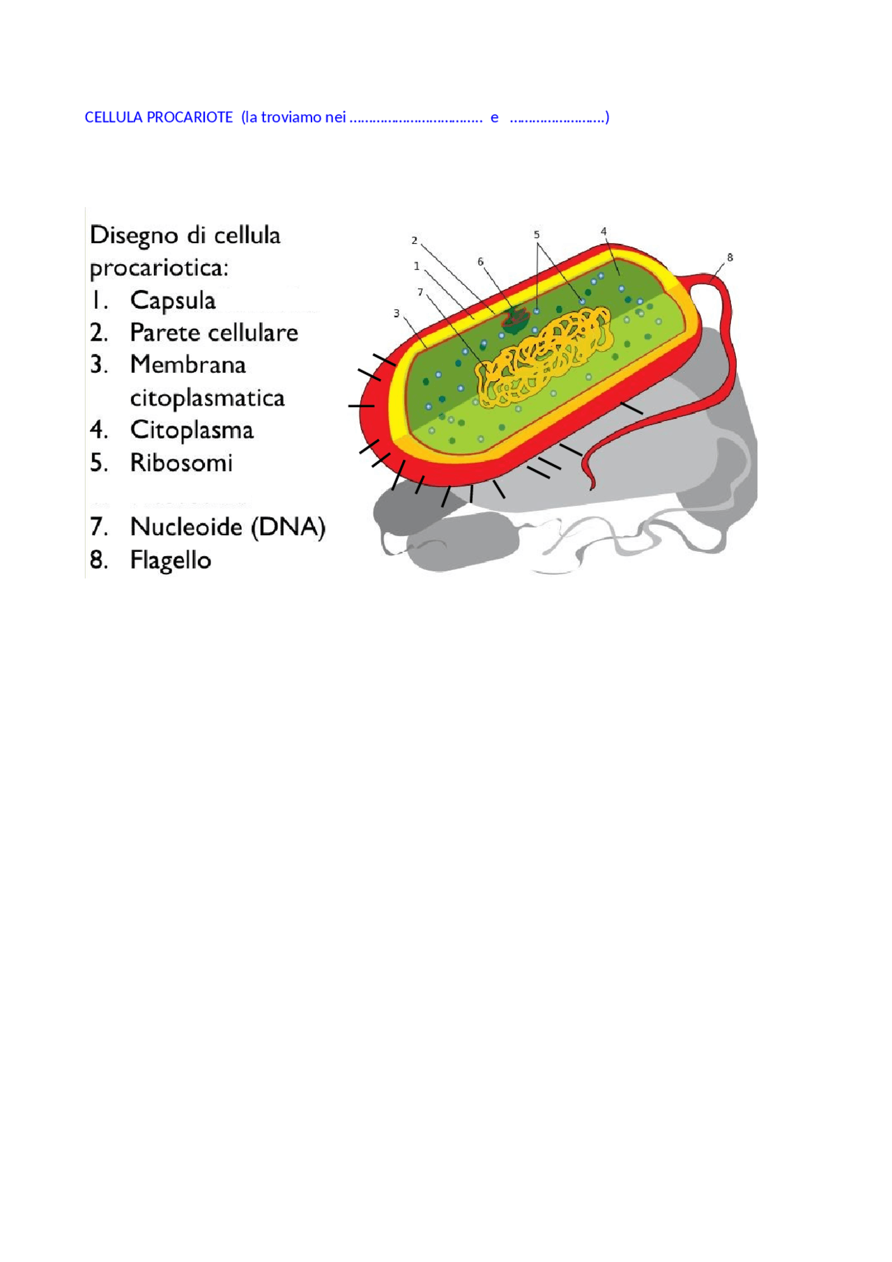 Le Tipologie Di Cellule Docsity