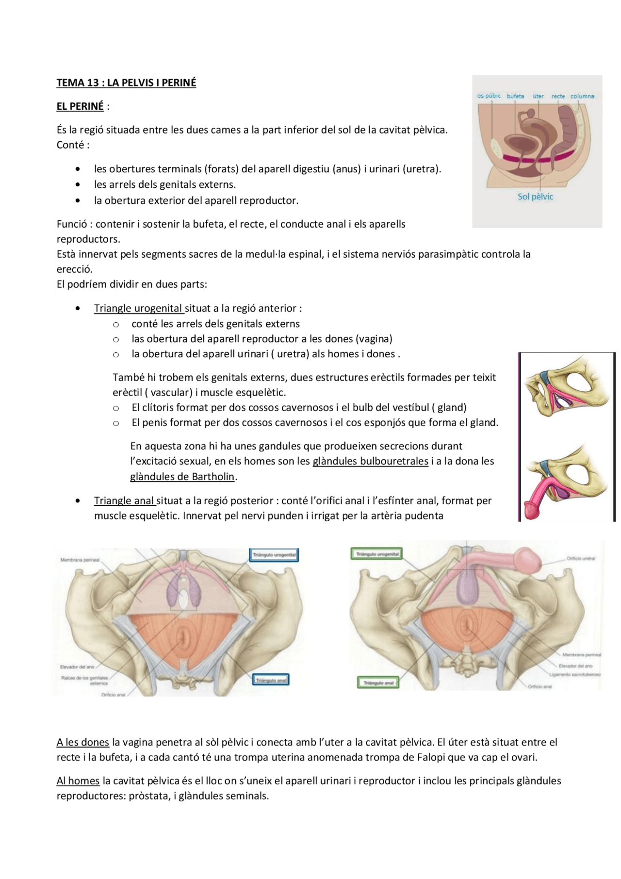 Temario de pelvis i perineu de primer semestre - Docsity