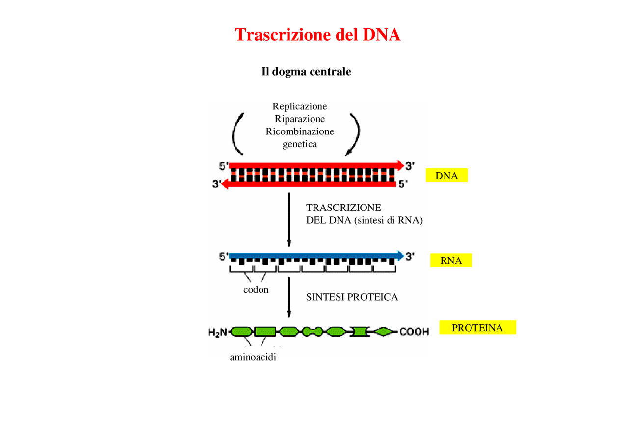 La trascrizione del dna - Docsity