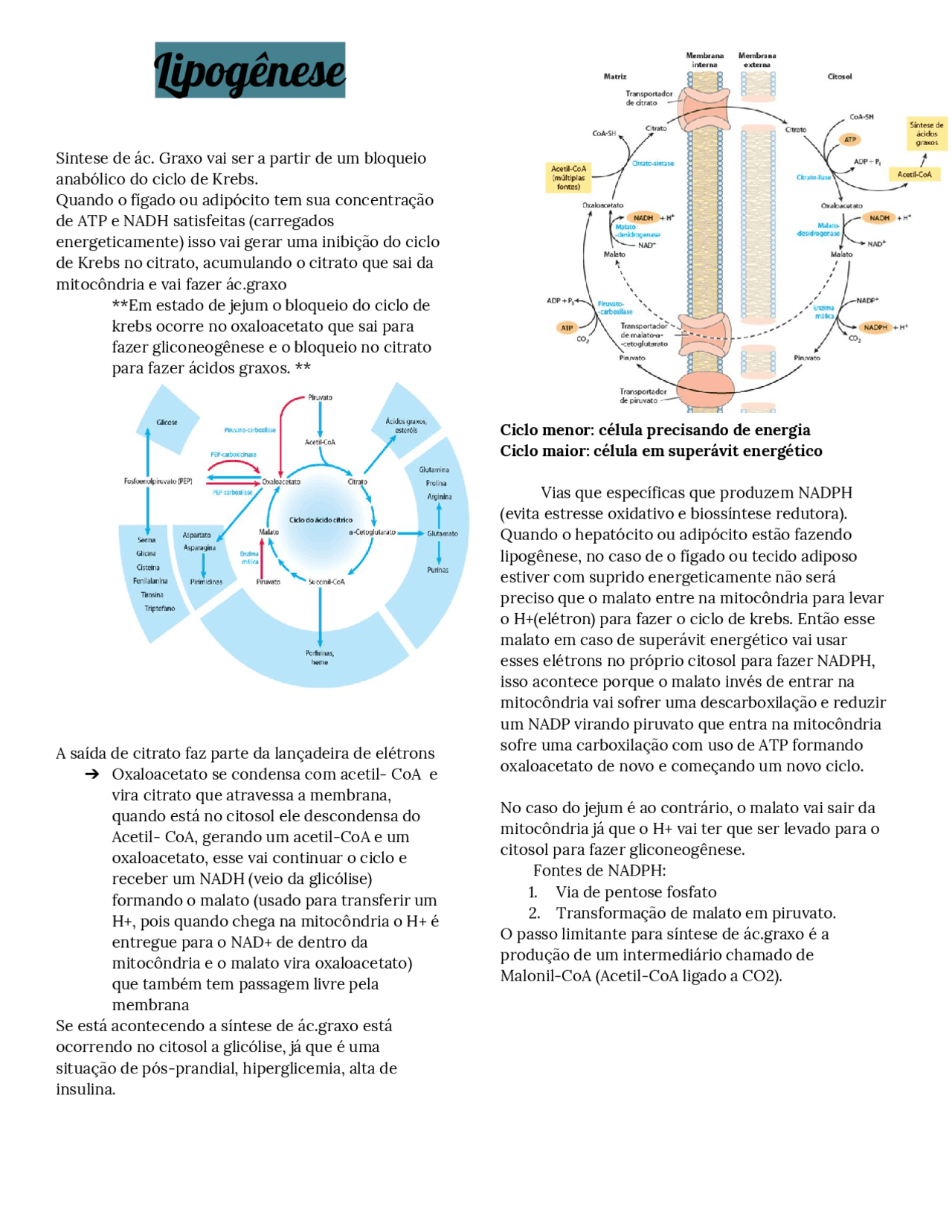 Fisiologia da lipogênese - Docsity
