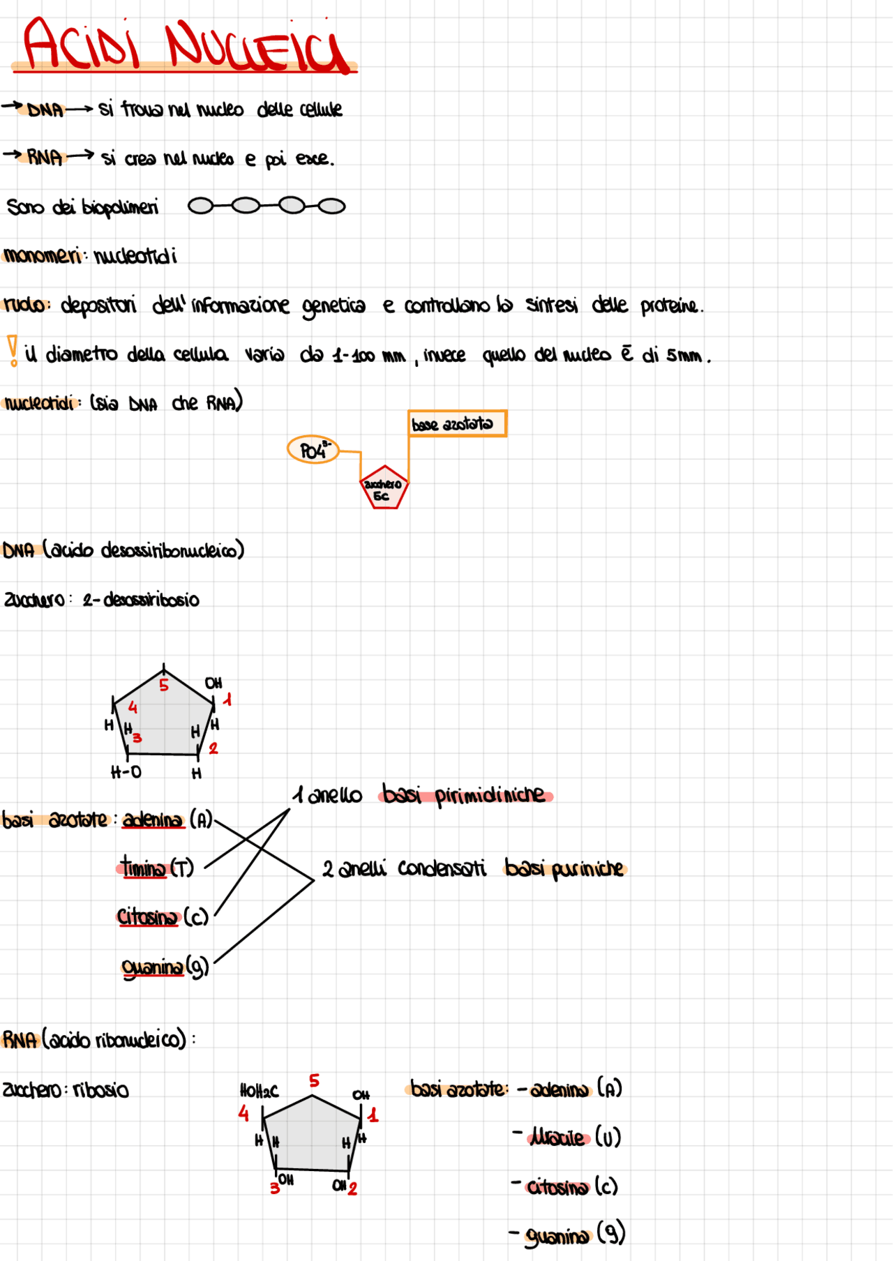Acidi Nucleici Duplicazione Del Dna E Sintesi Delle Proteine Docsity