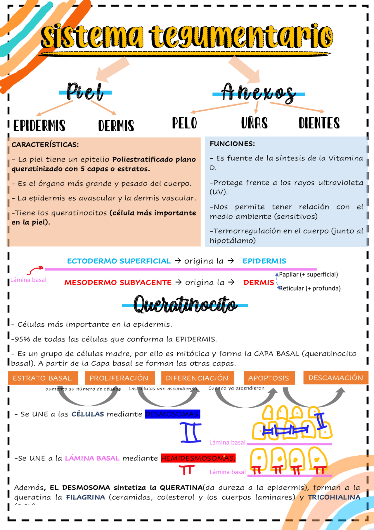 Embriología De Sistema Tegumentario Docsity