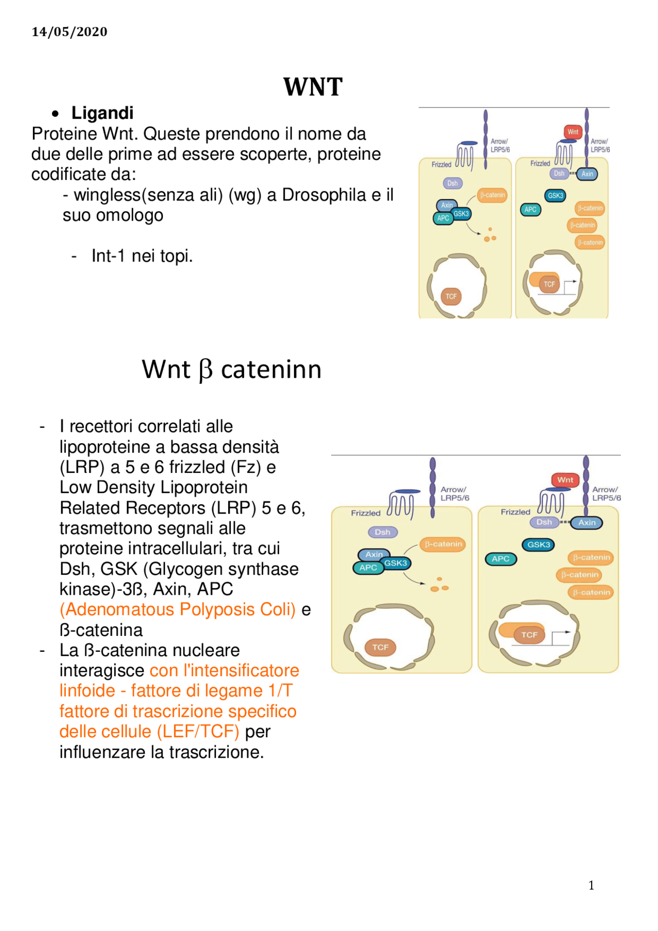 Signaling morfogenico (seconda parte) - Docsity