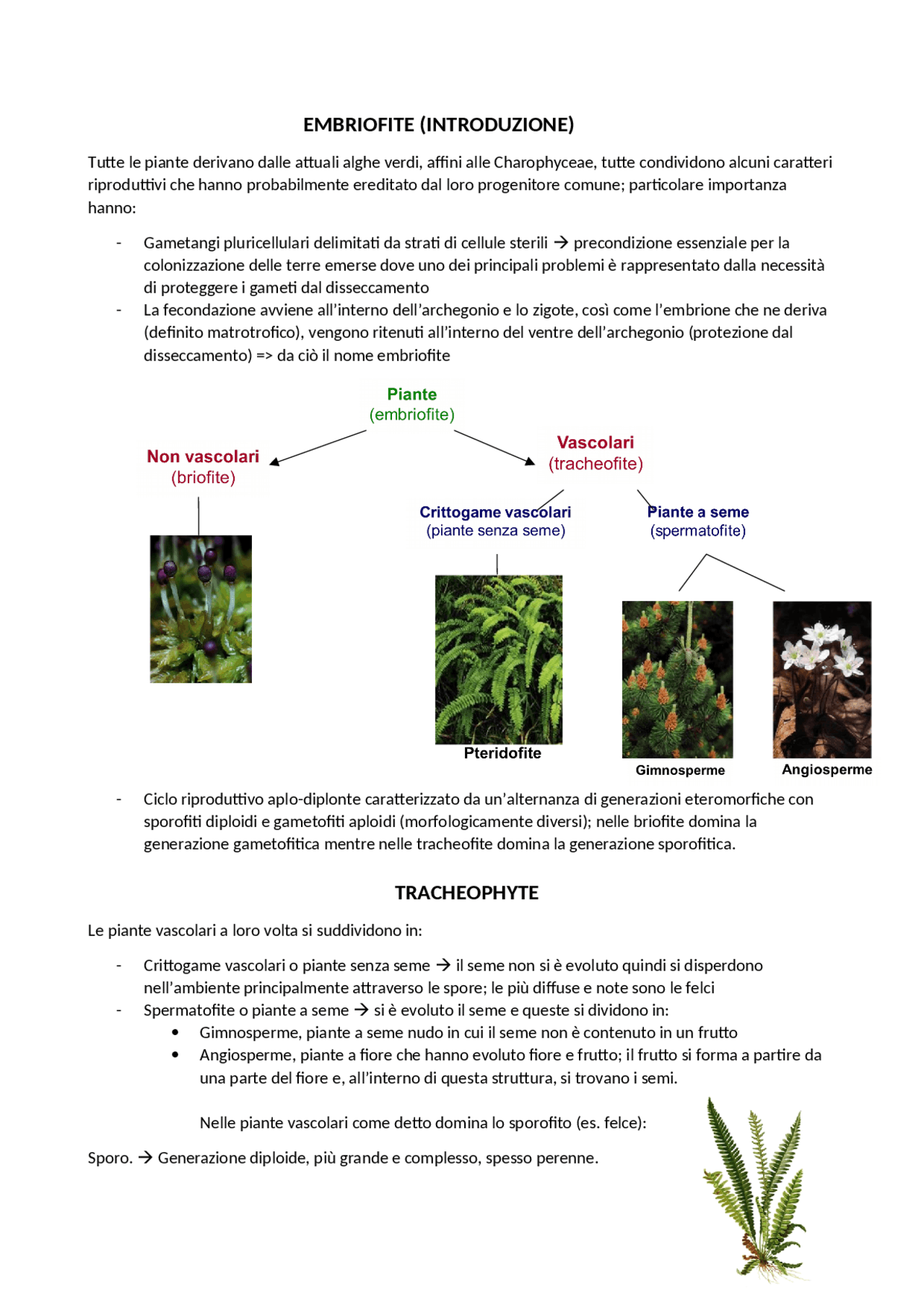 Appunti Botanica Generale Docsity