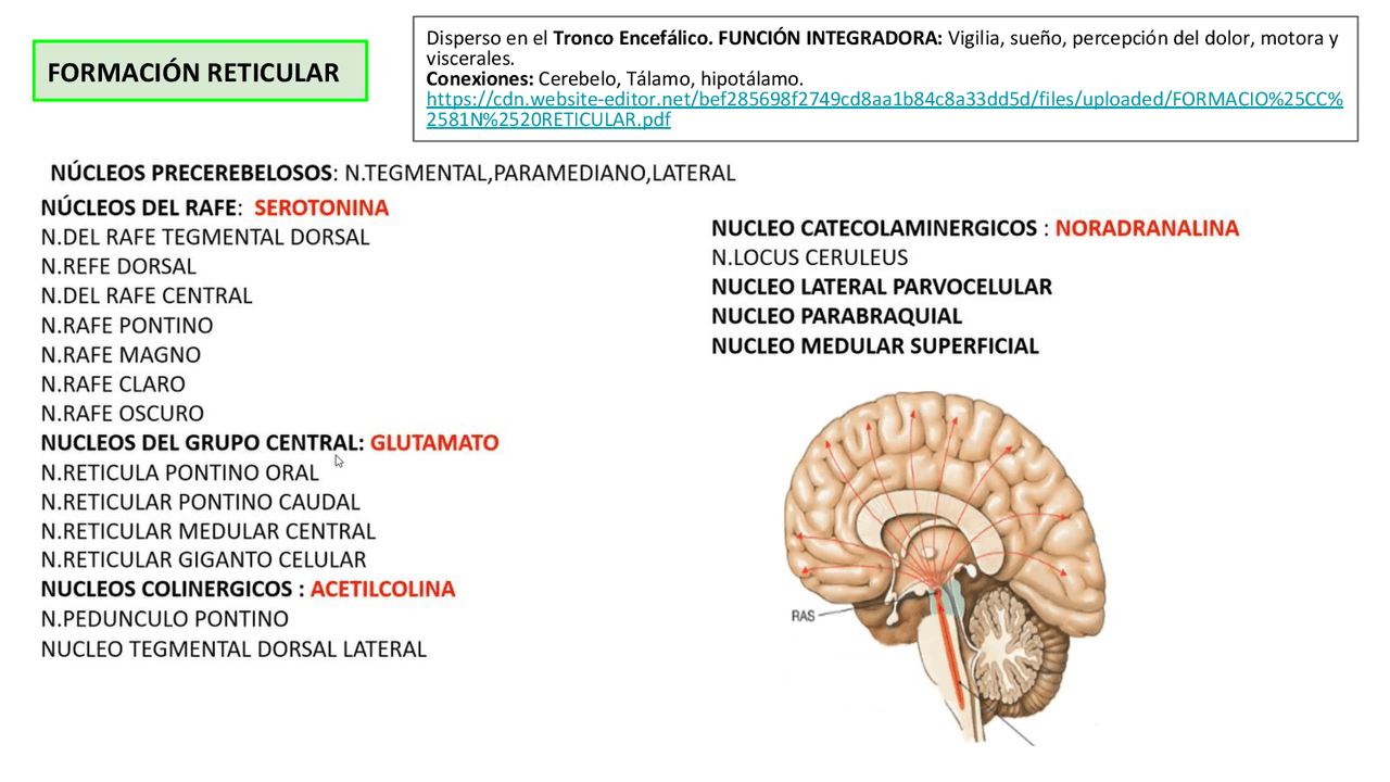 Formación Reticular. Sistema Nervioso Central, Neurotransmisores ...