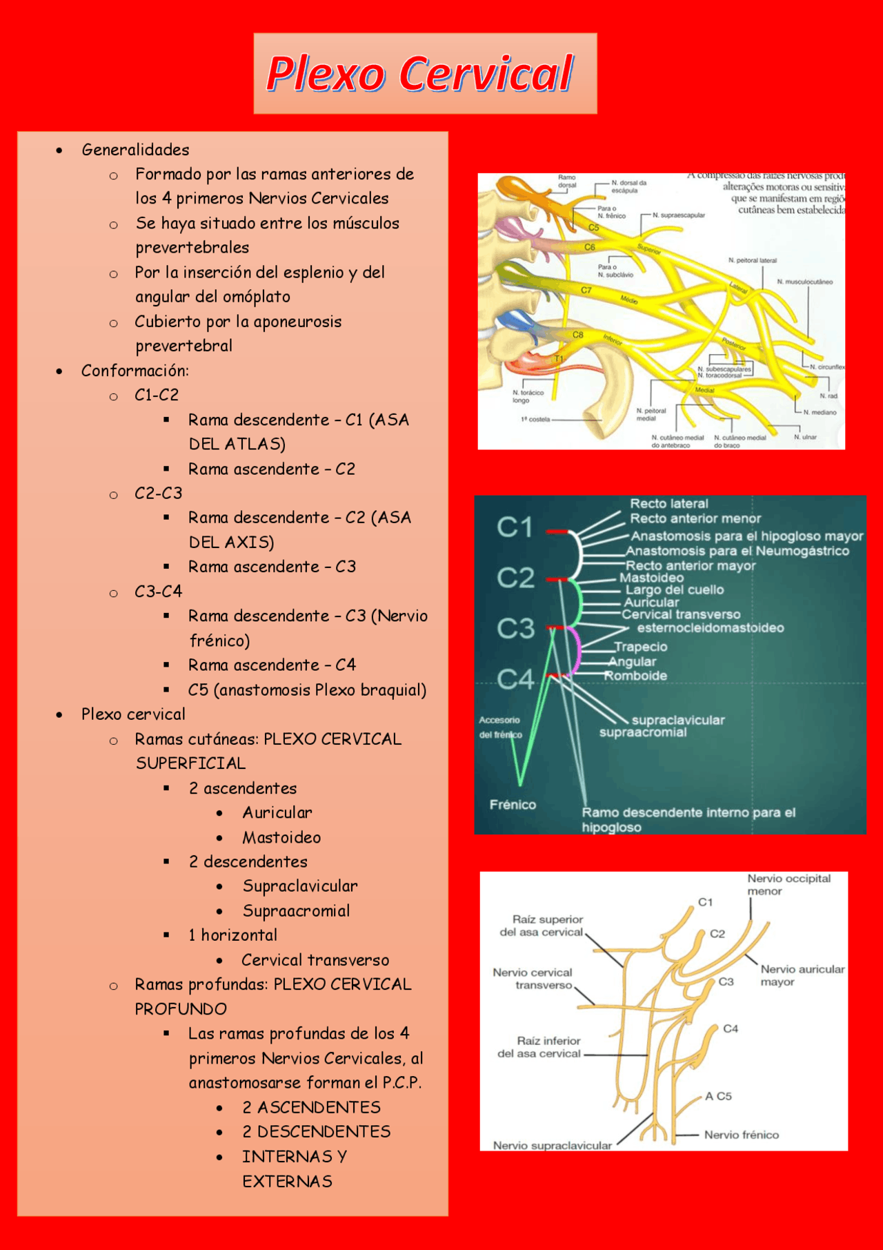 Plexo cervical - anatomía - Docsity
